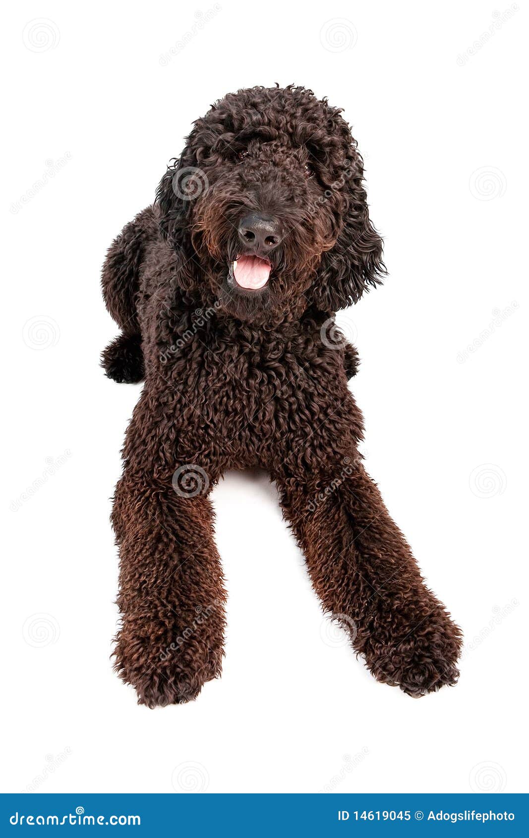 Indicazione Dorata Del Cane Di Doodle Immagine Stock - Immagine di ...