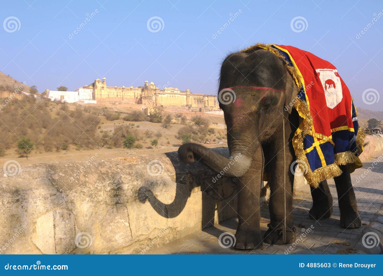 Indien, Jaipur: Ein Elefant Stockbild - Bild von vermächtnis, reich ...