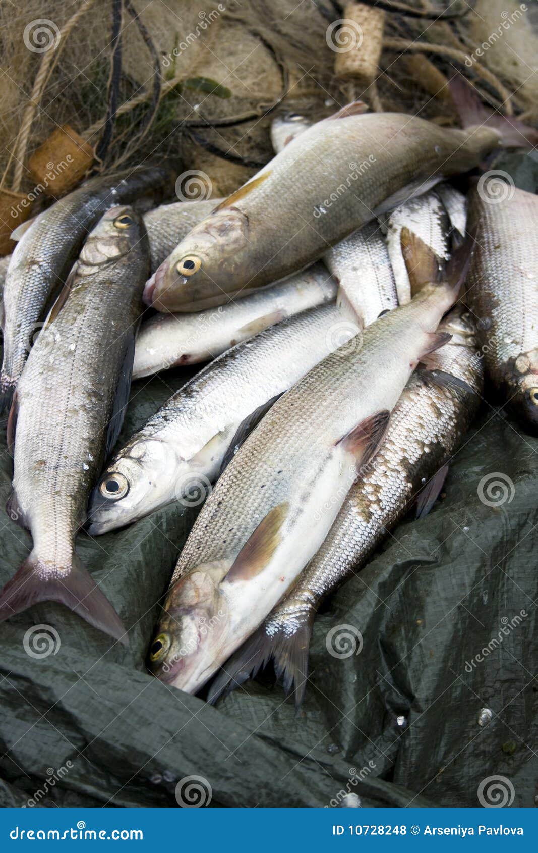 Indigenous Baikal Fish in Fishing Net Stock Photo - Image of freshness ...