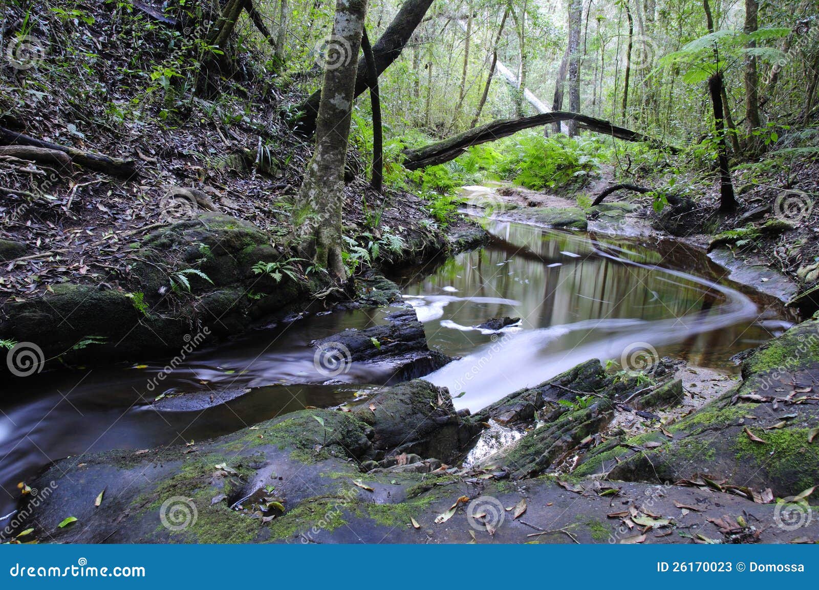 Indigenous Forest Scene - South Africa Stock Image - Image of scenery ...