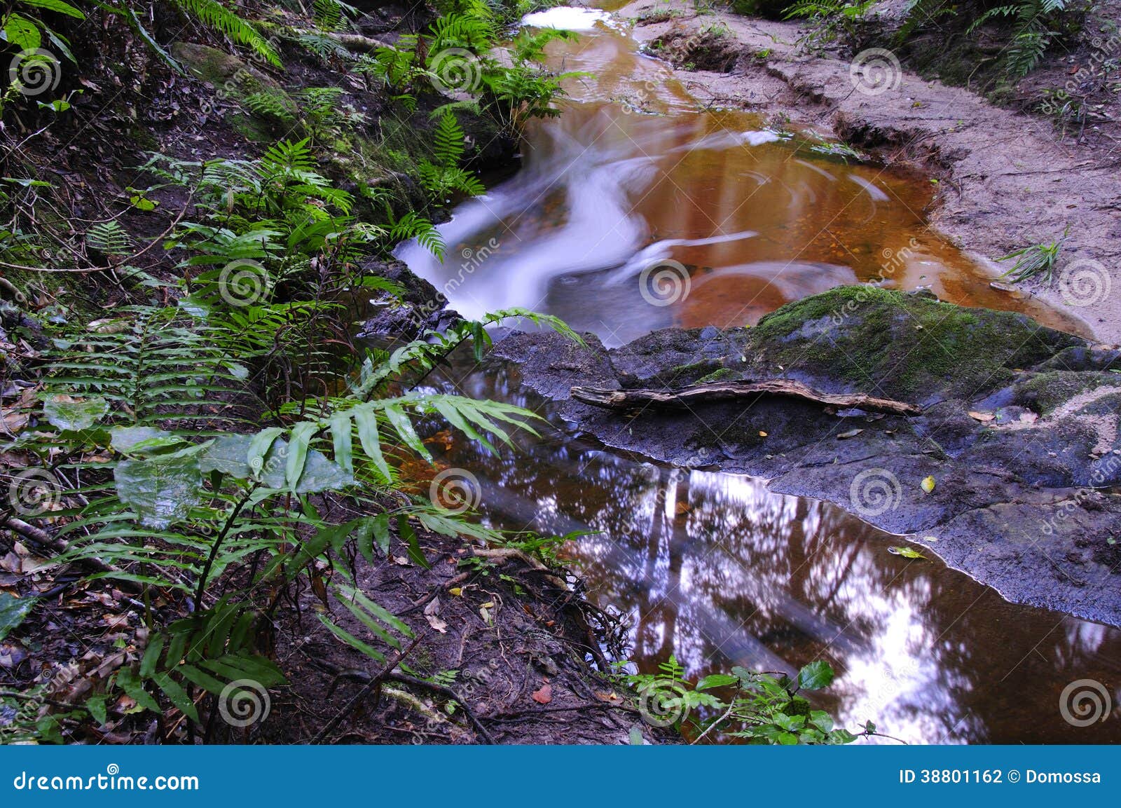 Indigenous Forest in South Africa Stock Photo - Image of nature, floor ...