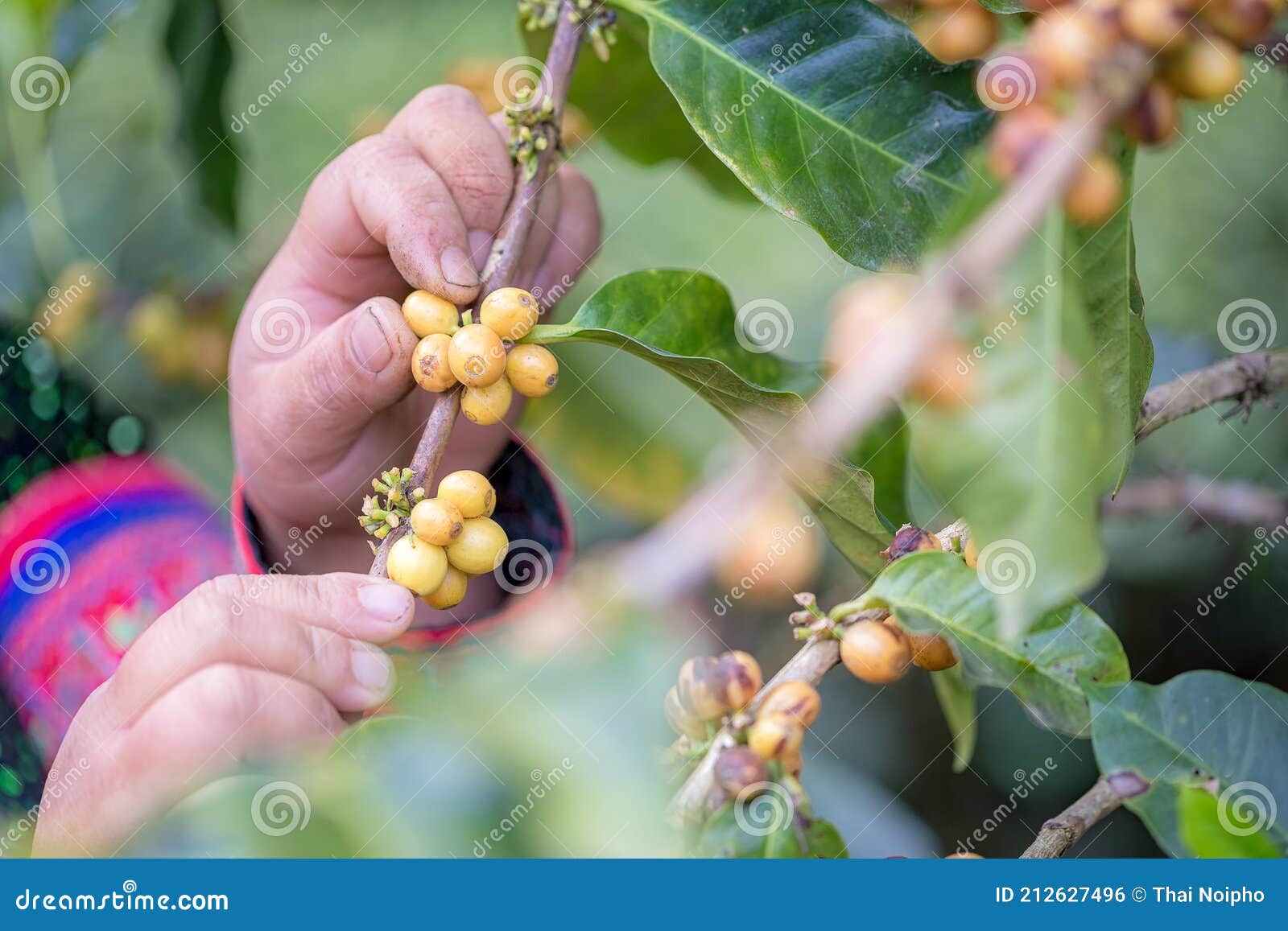 Indigenous Peoples Were Picking Coffee Stock Photo - Image of berry ...