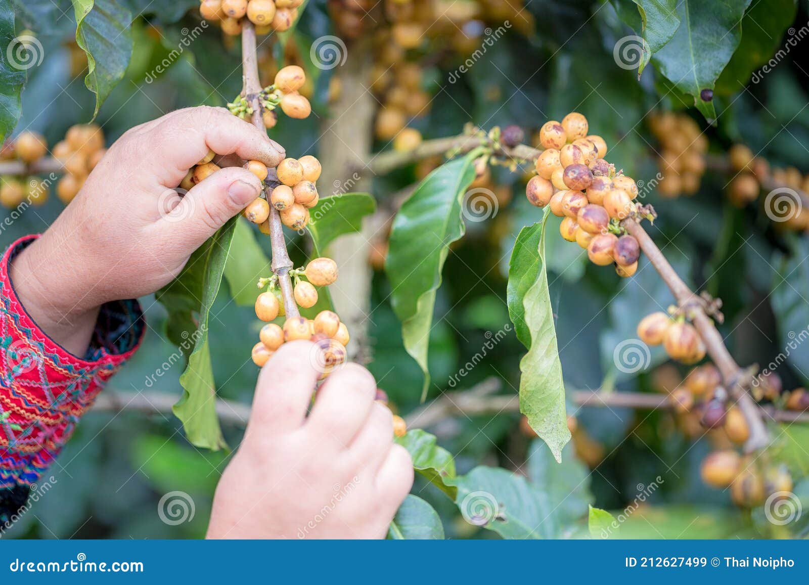 Indigenous Peoples Were Picking Coffee Stock Image - Image of ...