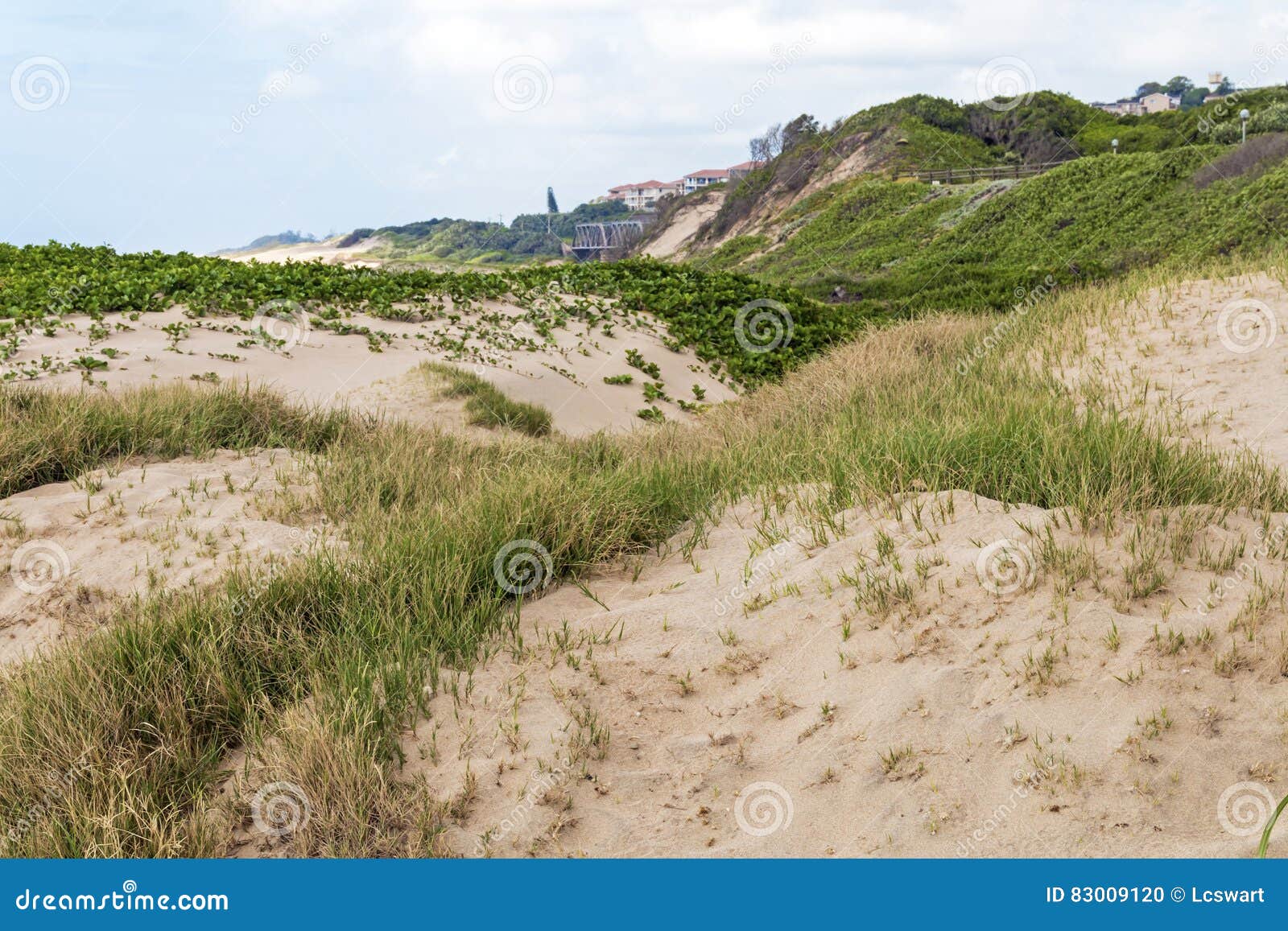 Indigenous Plants Growing in the Beach Sand on Dunes Stock Photo ...