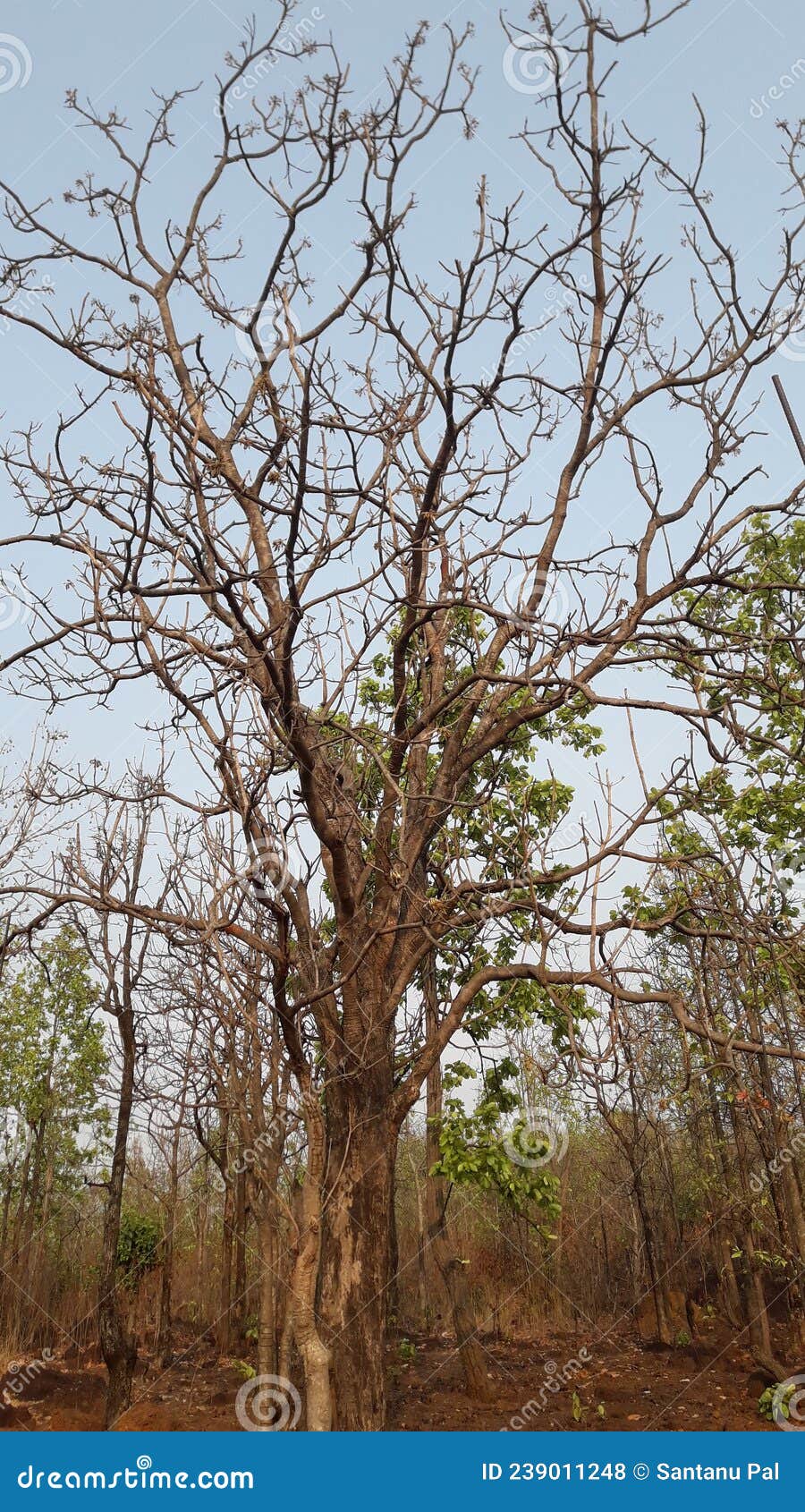 Mahua tree stock photo. Image of wine, fruit, indigenous - 239011248