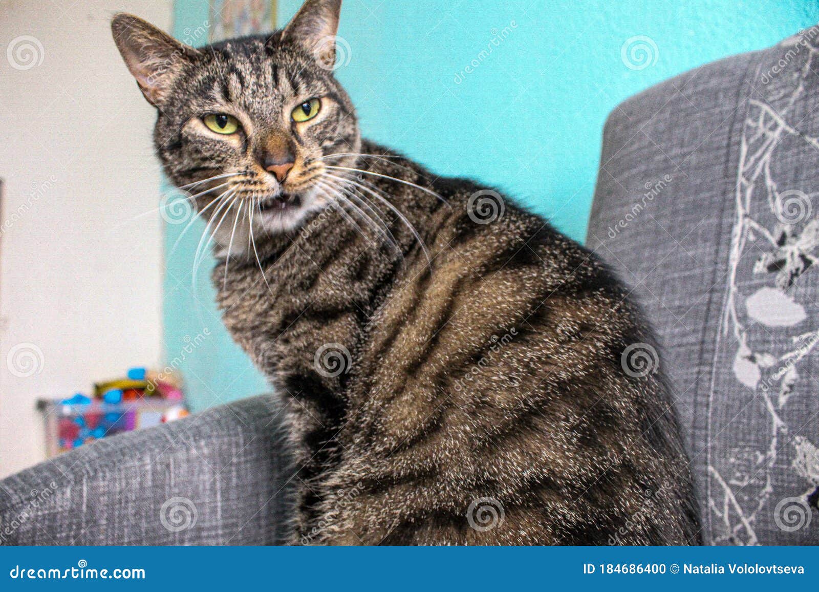 Indignant Cat Sitting on Sofa Stock Photo - Image of wildcat, snout ...
