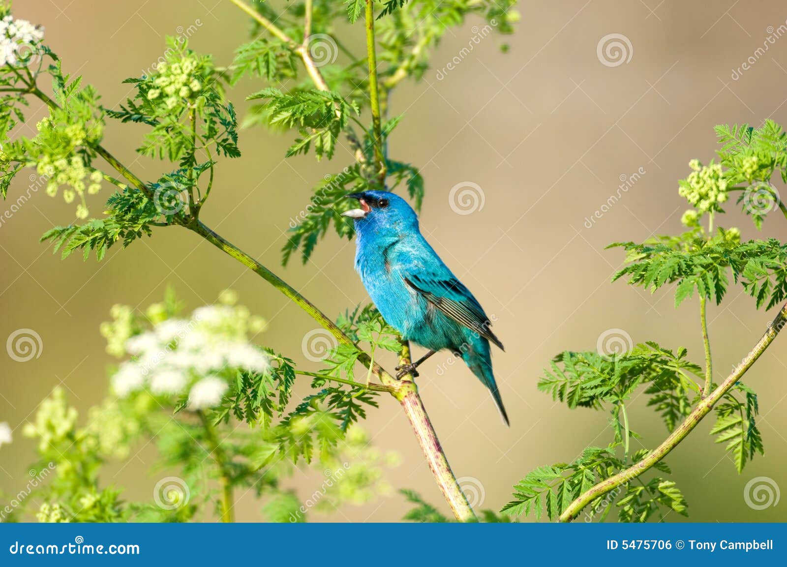 Indigo bunting stock photo. Image of spring, bird, perch - 5475706