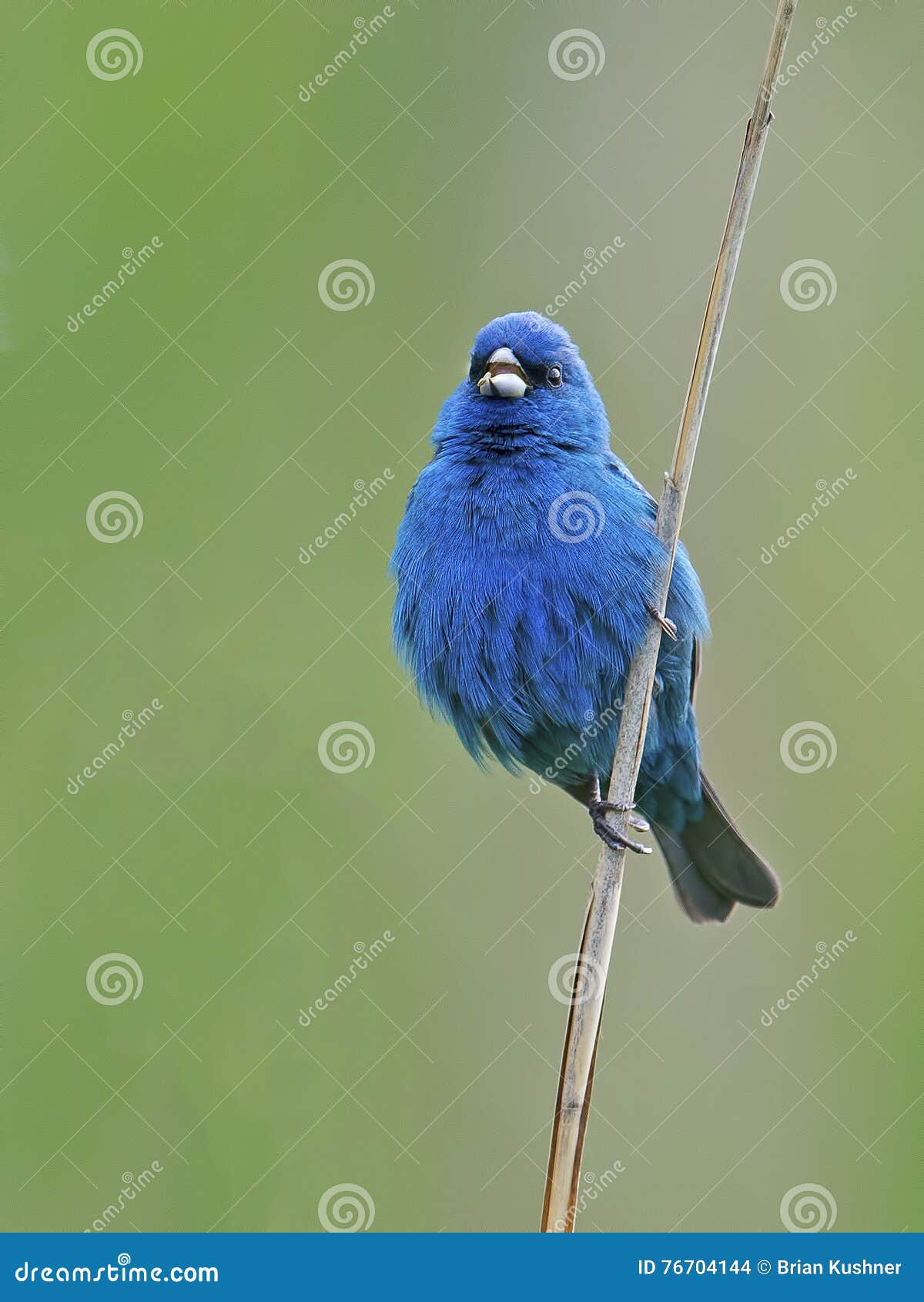 Indigo Bunting stock photo. Image of blue, bunting, beautiful - 76704144
