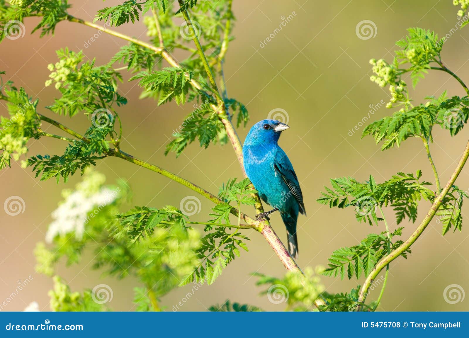 Indigo bunting in a tree stock photo. Image of perch, ornithology - 5475708