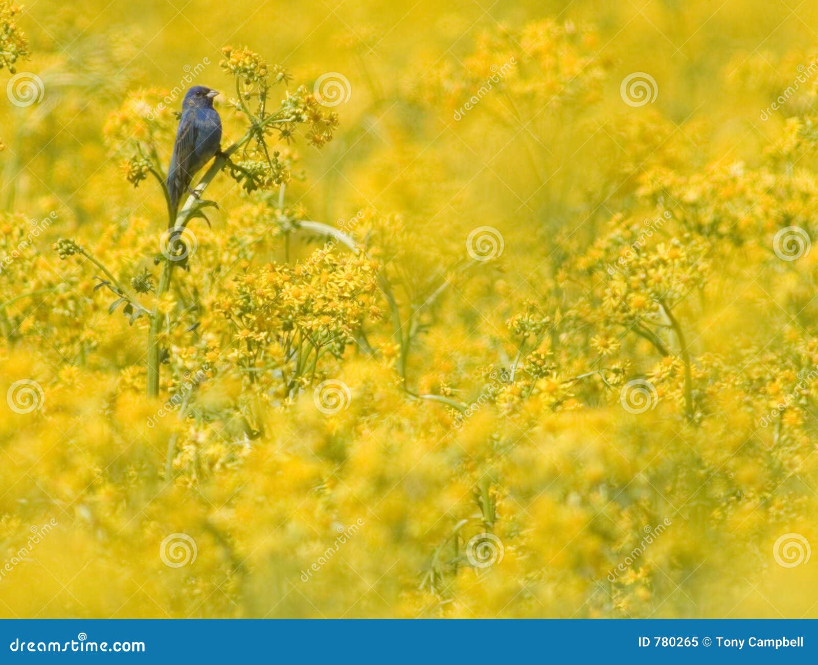 Indigo Bunting in Yellow Field Stock Image - Image of yellow, bird: 780265