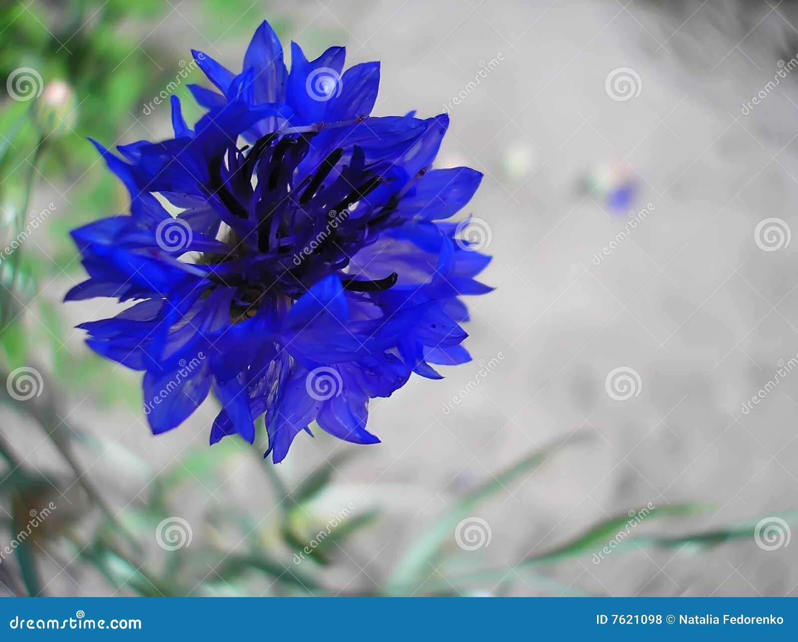 Indigo flower stock photo. Image of single, blue, indigo - 7621098