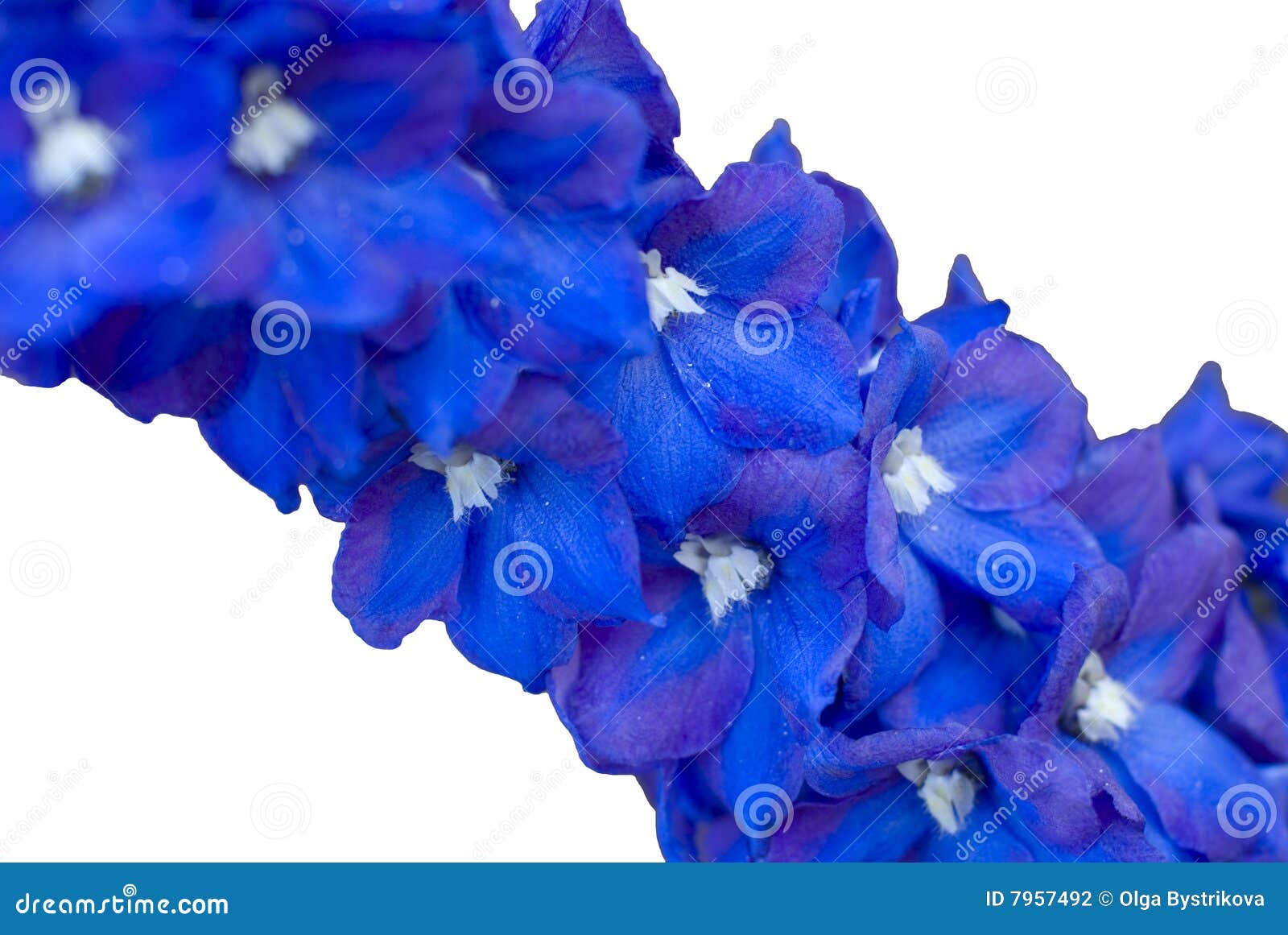 Indigo flowers stock photo. Image of nature, flora, plant - 7957492