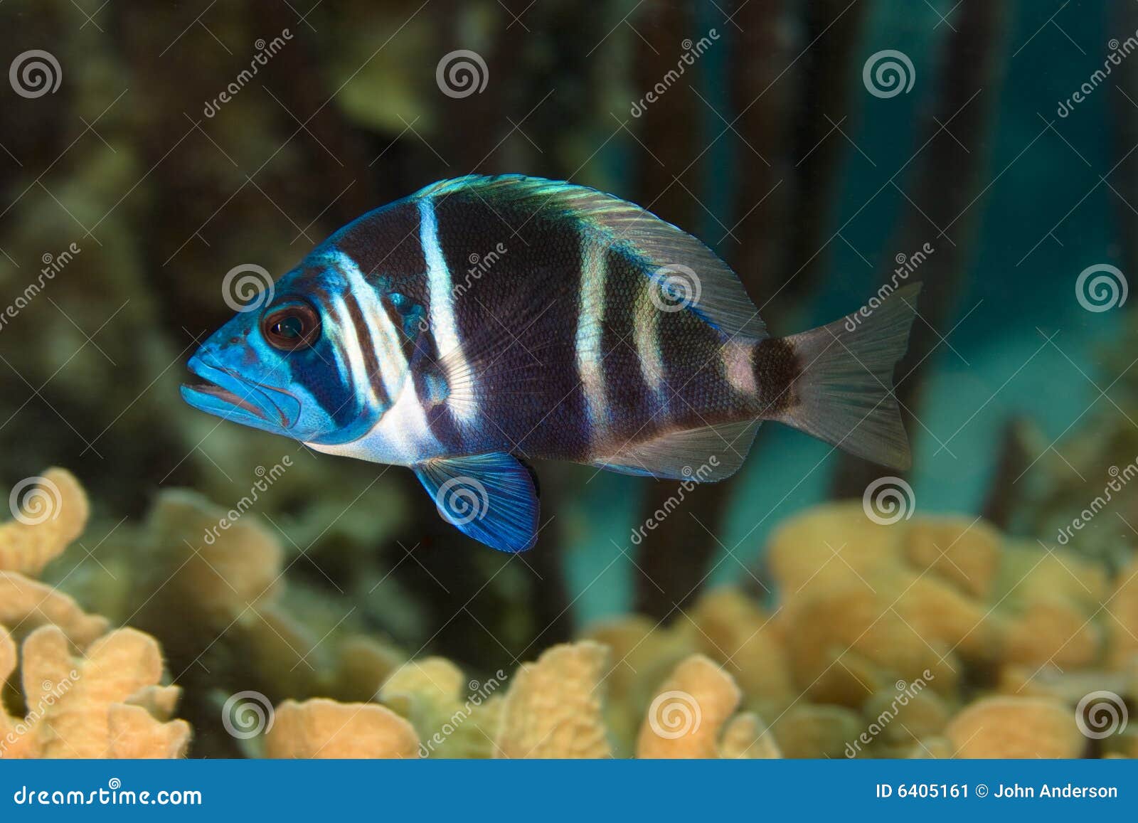 Indigo Hamlet stock image. Image of hamlet, fish, hypoplectrus - 6405161