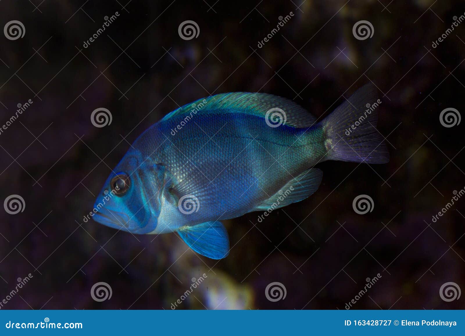 The Indigo Hamlet Hypoplectrus Indigo. Stock Image - Image of blue ...