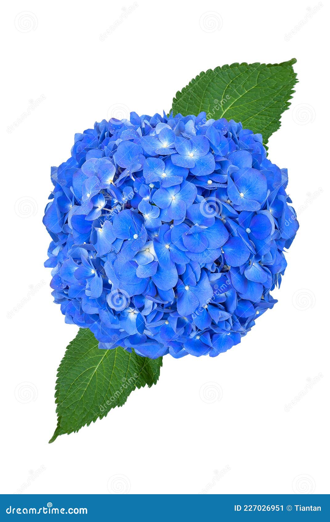 Indigo hydrangea flofer stock image. Image of life, dacopy - 227026951