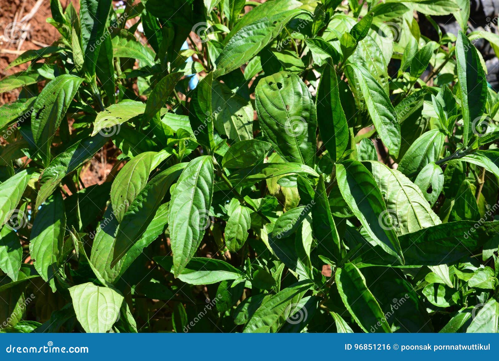 Indigo leafs on tree stock photo. Image of blue, indigo - 96851216