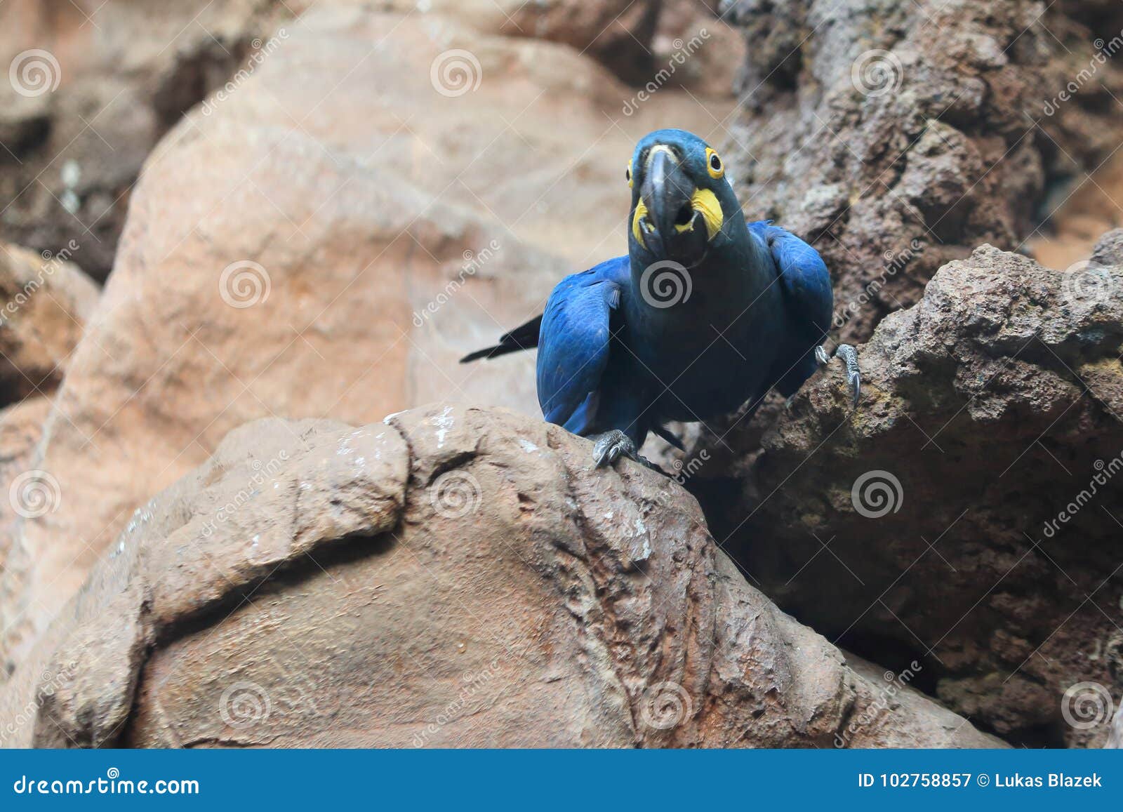 Indigo macaw stock image. Image of nature, macaw, indigo - 102758857