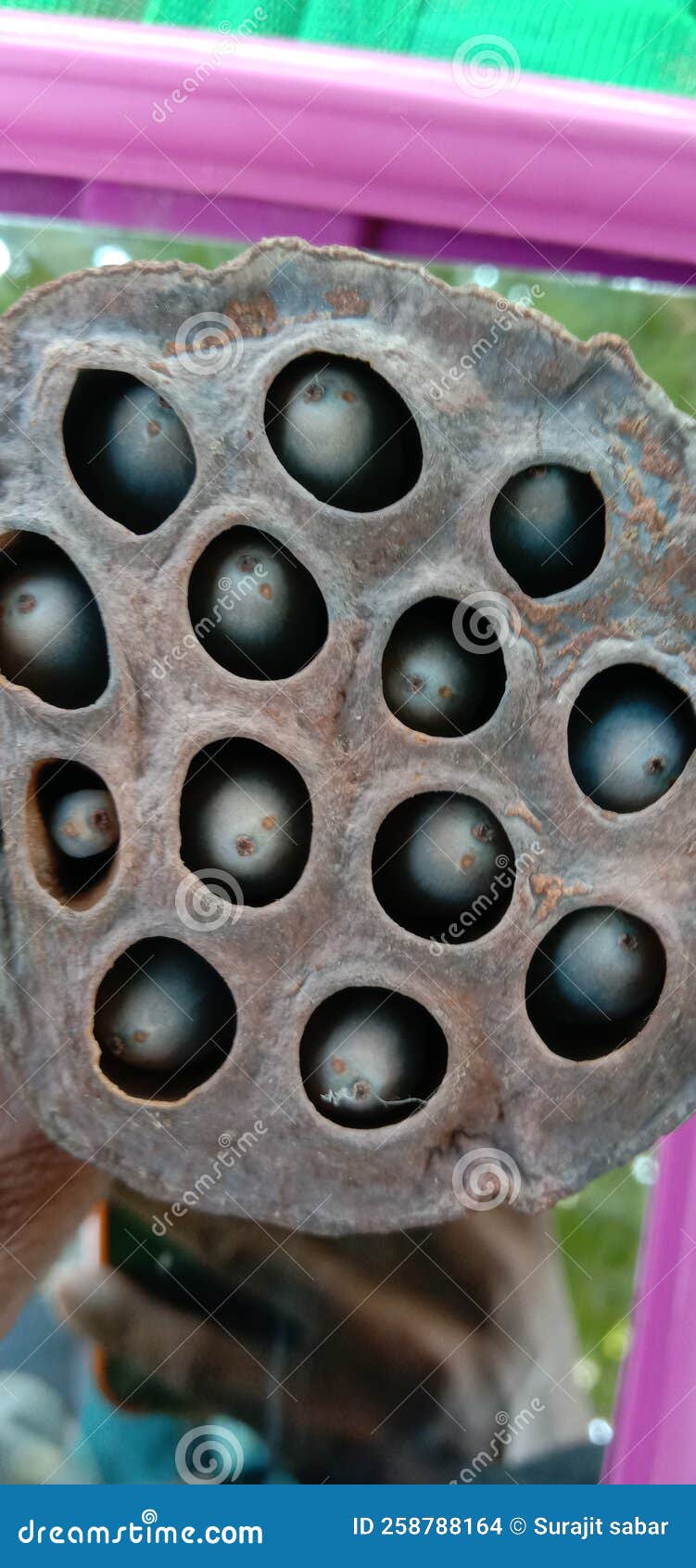 Indin Sabse Acha Fruts Stock Photos - Free & Royalty-Free Stock Photos ...