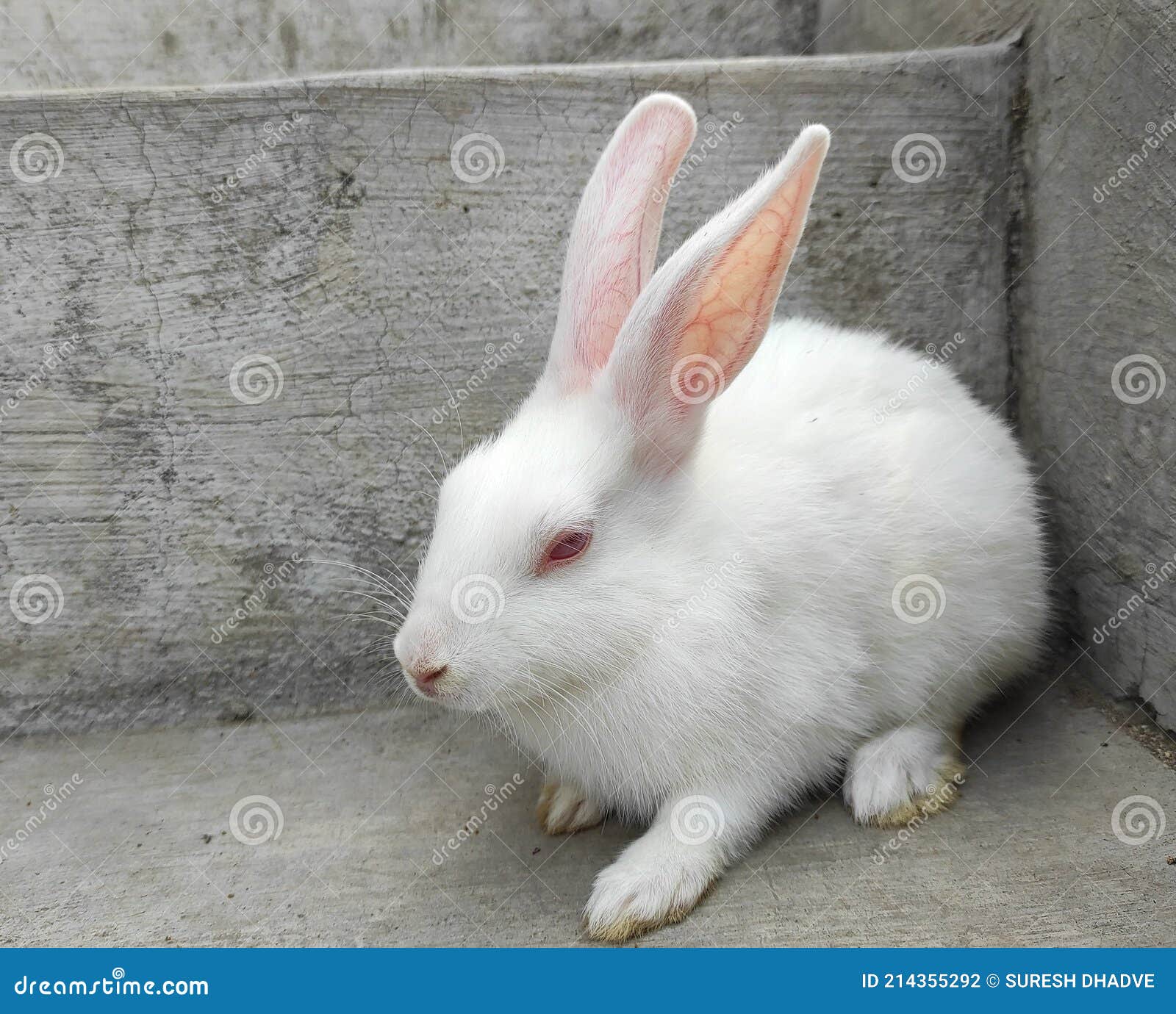 Indio Conejo Blanco Con Ojos Rojos Orejas Largas Foto de archivo ...