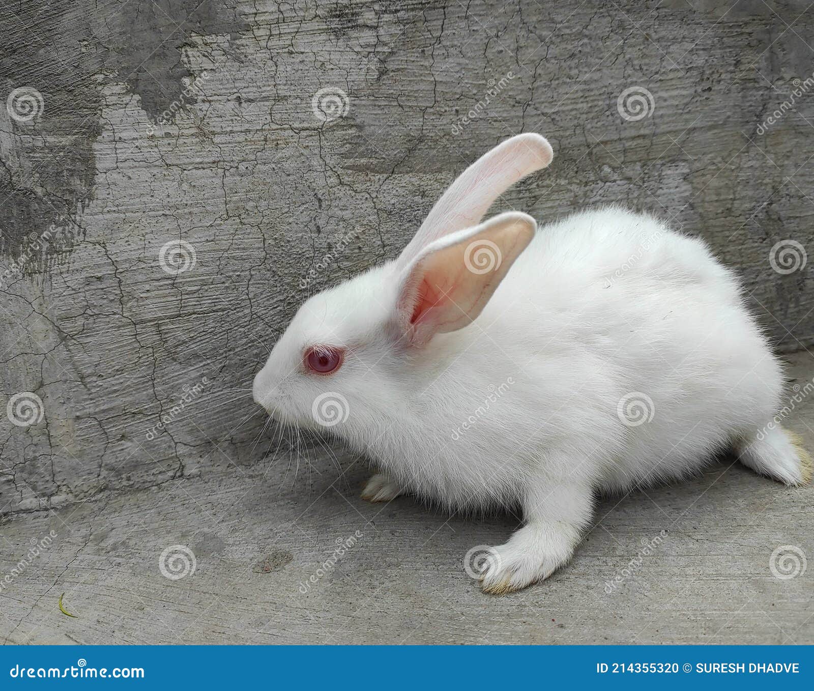Indio Conejo Blanco Con Ojos Rojos Orejas Largas Foto de archivo ...