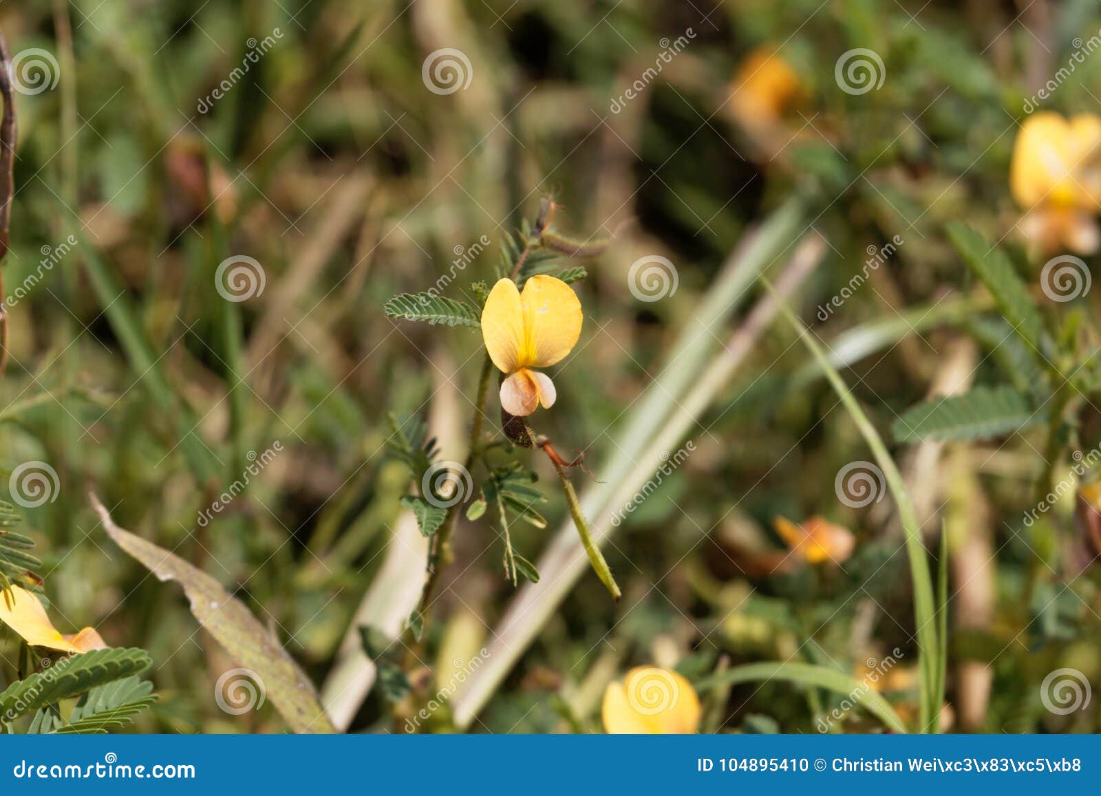 Indio Jointvetch Aeschynomene Indica Foto de archivo - Imagen de ...