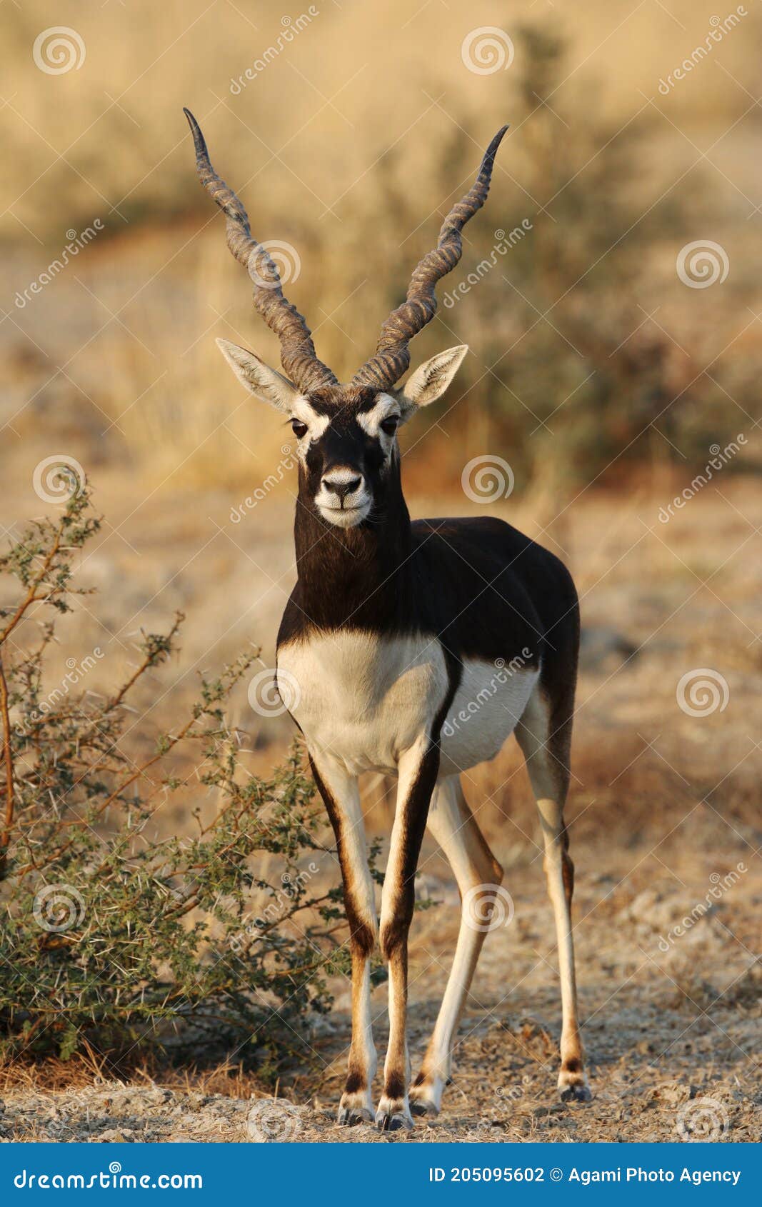 Indische Antilope Blackbuck Antilope Cervicapra Stockfoto - Bild von ...