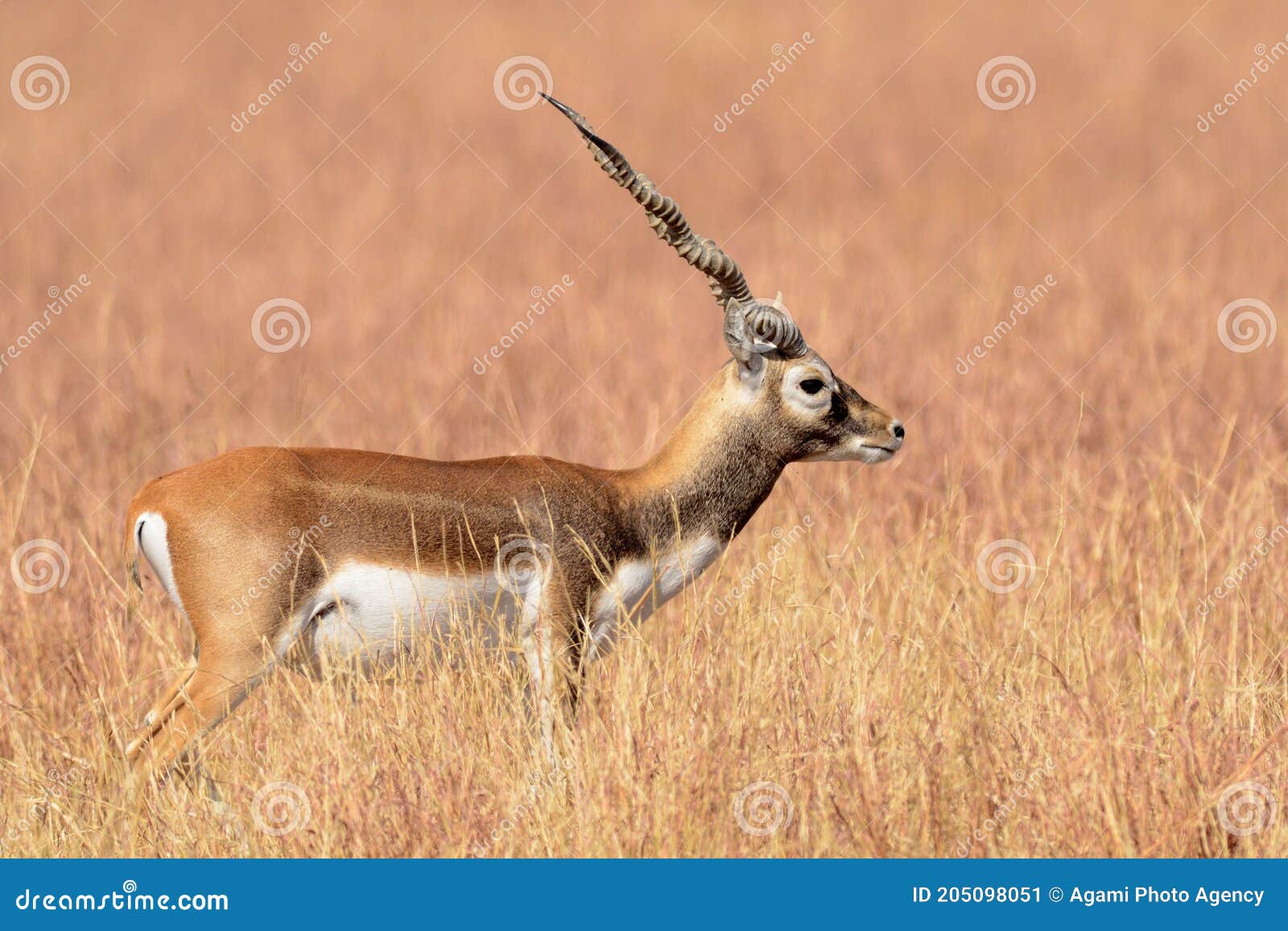 Indische Antilope Blackbuck Antilope Cervicapra Imagen de archivo ...