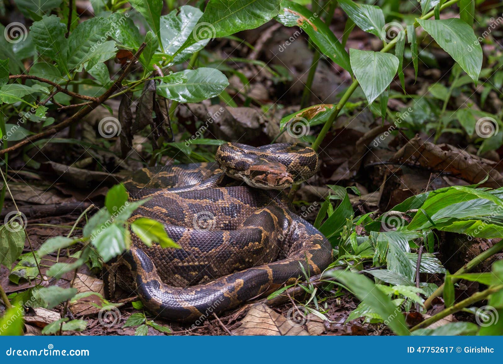 Indische Die Rotspython in Bosvloer Wordt Gerold Stock Afbeelding ...