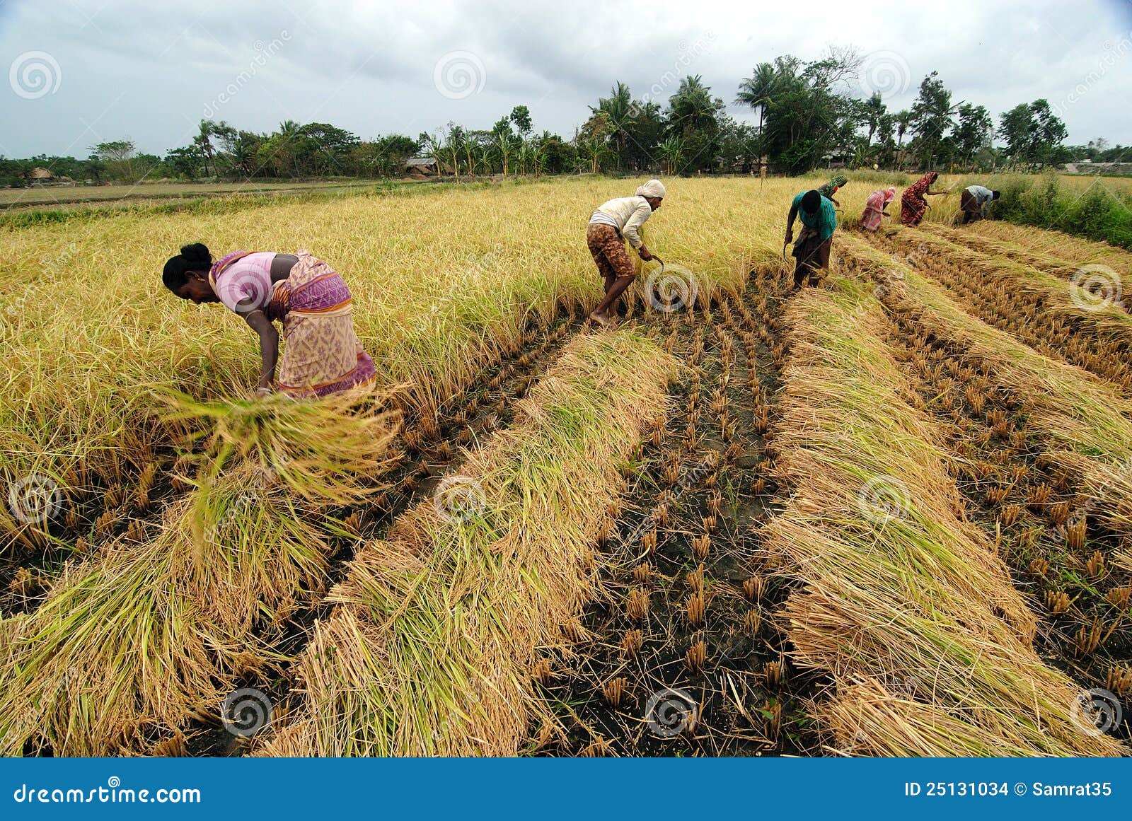 Indische Landbouw redactionele stock afbeelding. Image of fotografie ...