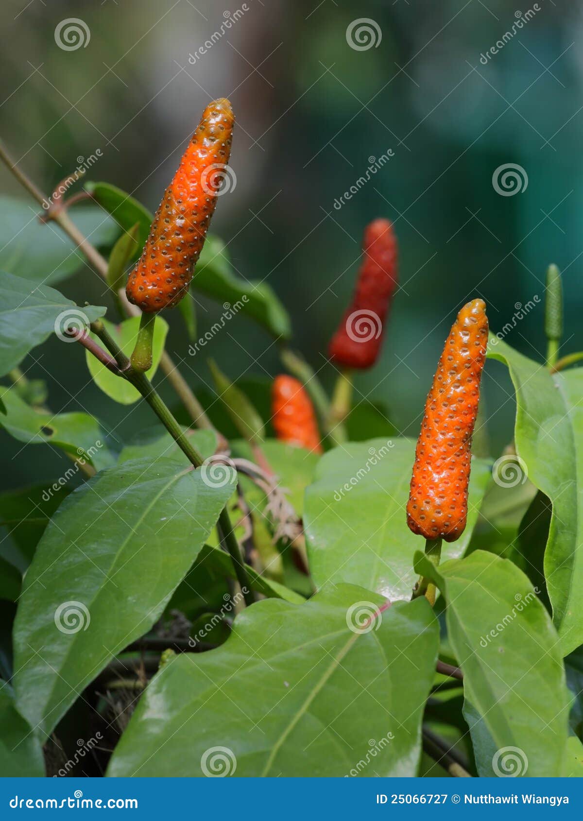 Indische lange peper stock afbeelding. Image of blad - 25066727