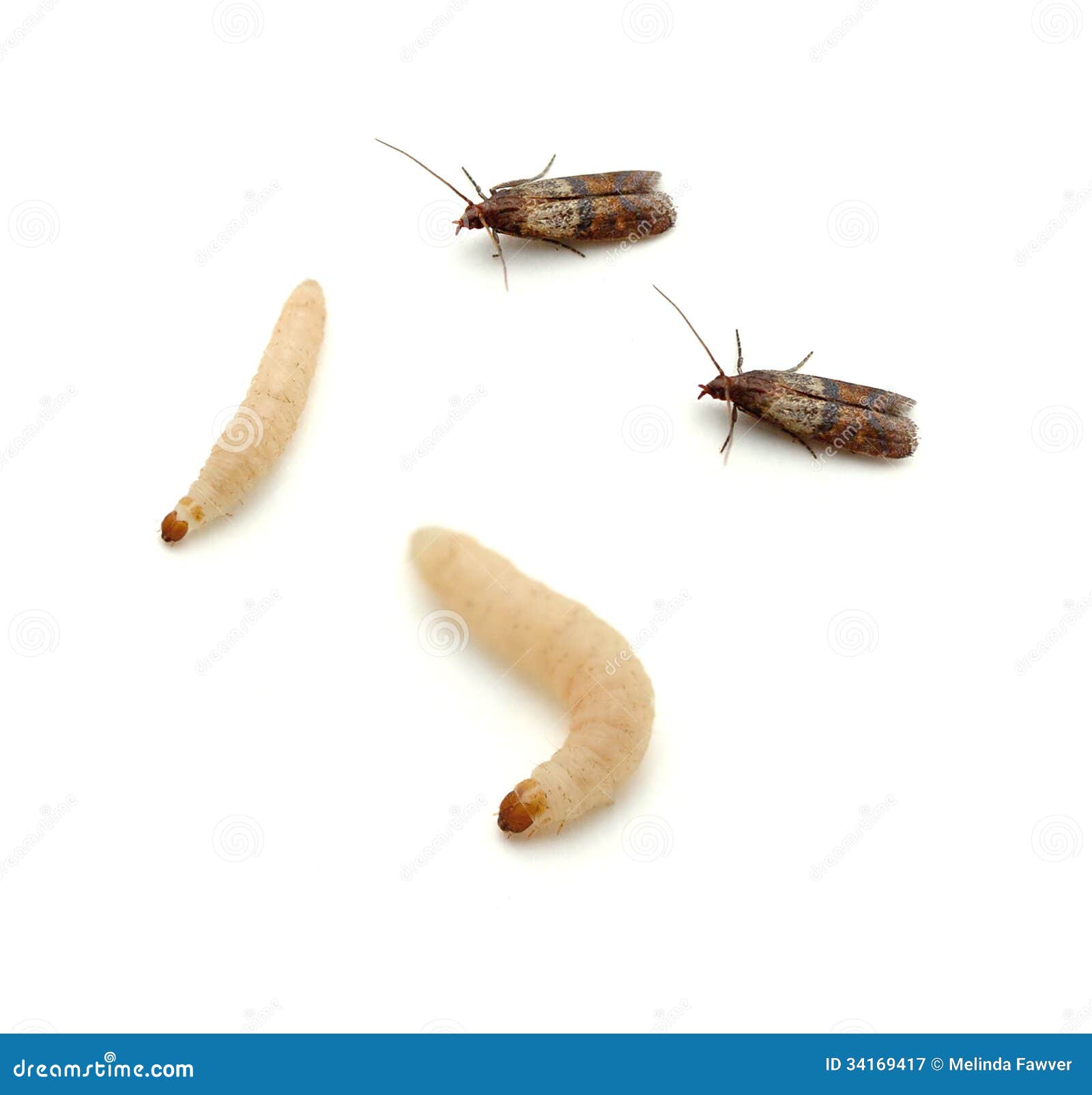 Indische Maaltijdmot stock afbeelding. Image of worm - 34169417