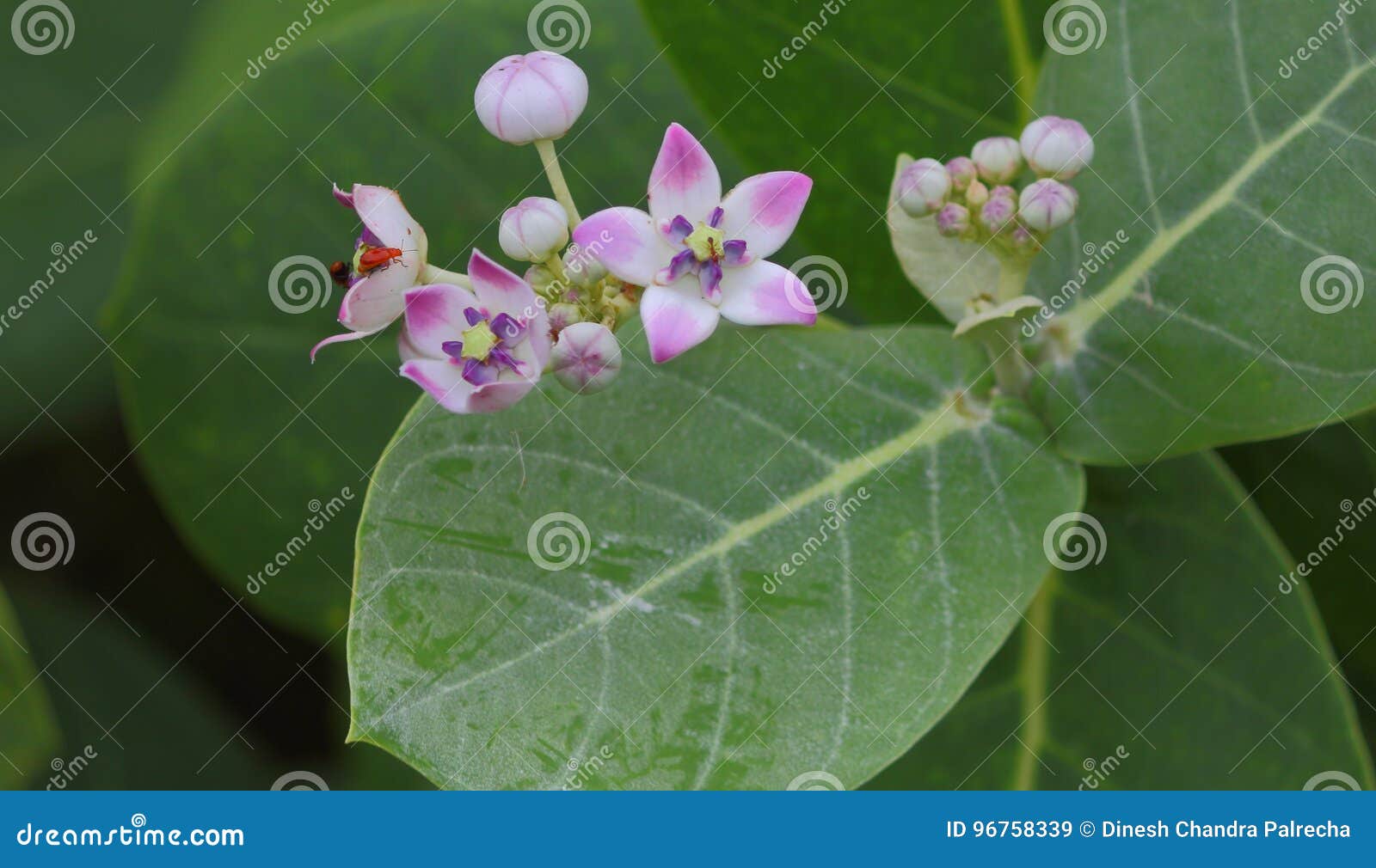 Indische Madar Installatieclan - Calotropis Stock Afbeelding - Image of ...