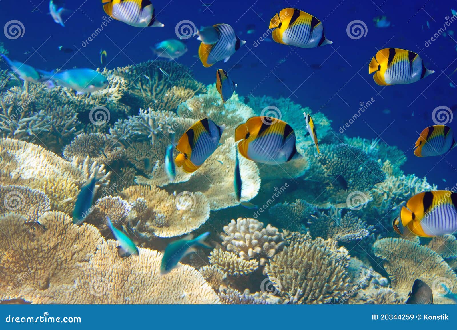 Indische Oceaan. Onderwater Wereld. Stock Afbeelding - Image of leven ...