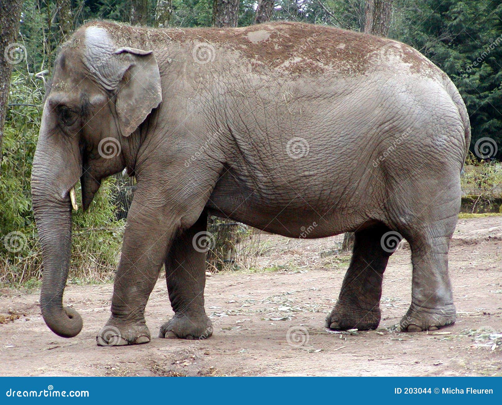 Indische Olifant stock foto. Image of indisch, afrikaans - 203044