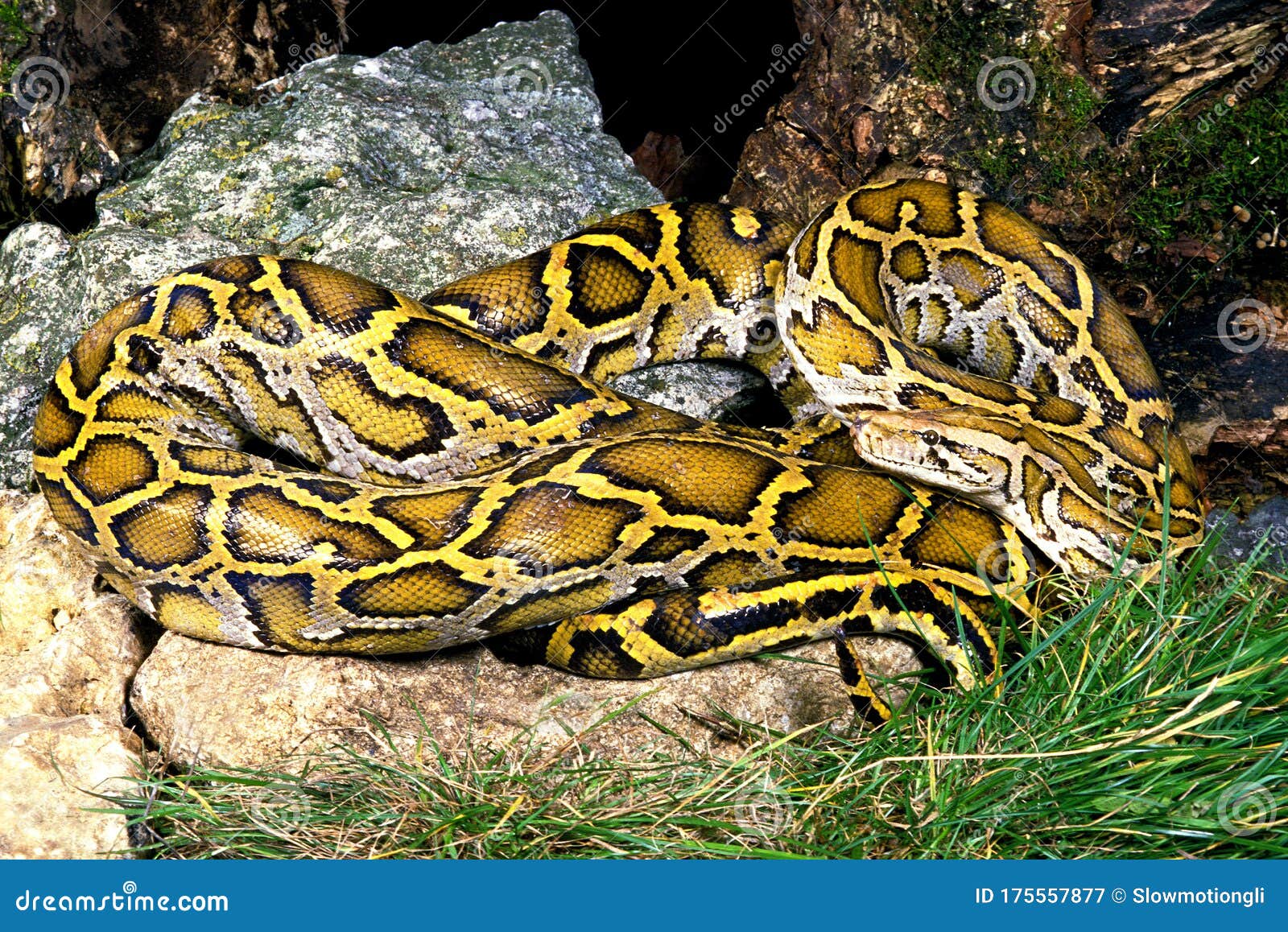 Indische Python, Python Molurus Schlange Stockbild - Bild von tier ...
