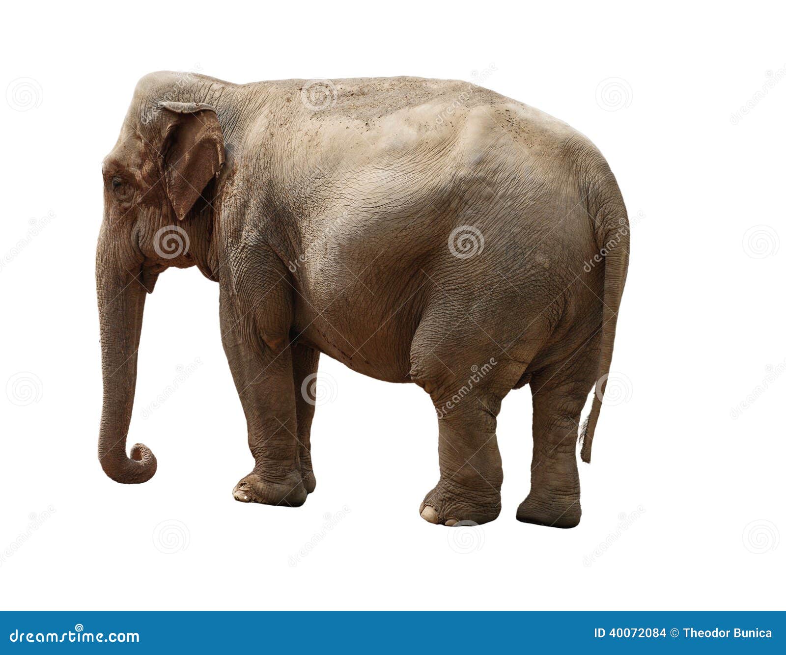 Indischer Elefant stockfoto. Bild von hintergrund, dickhäuter - 40072084