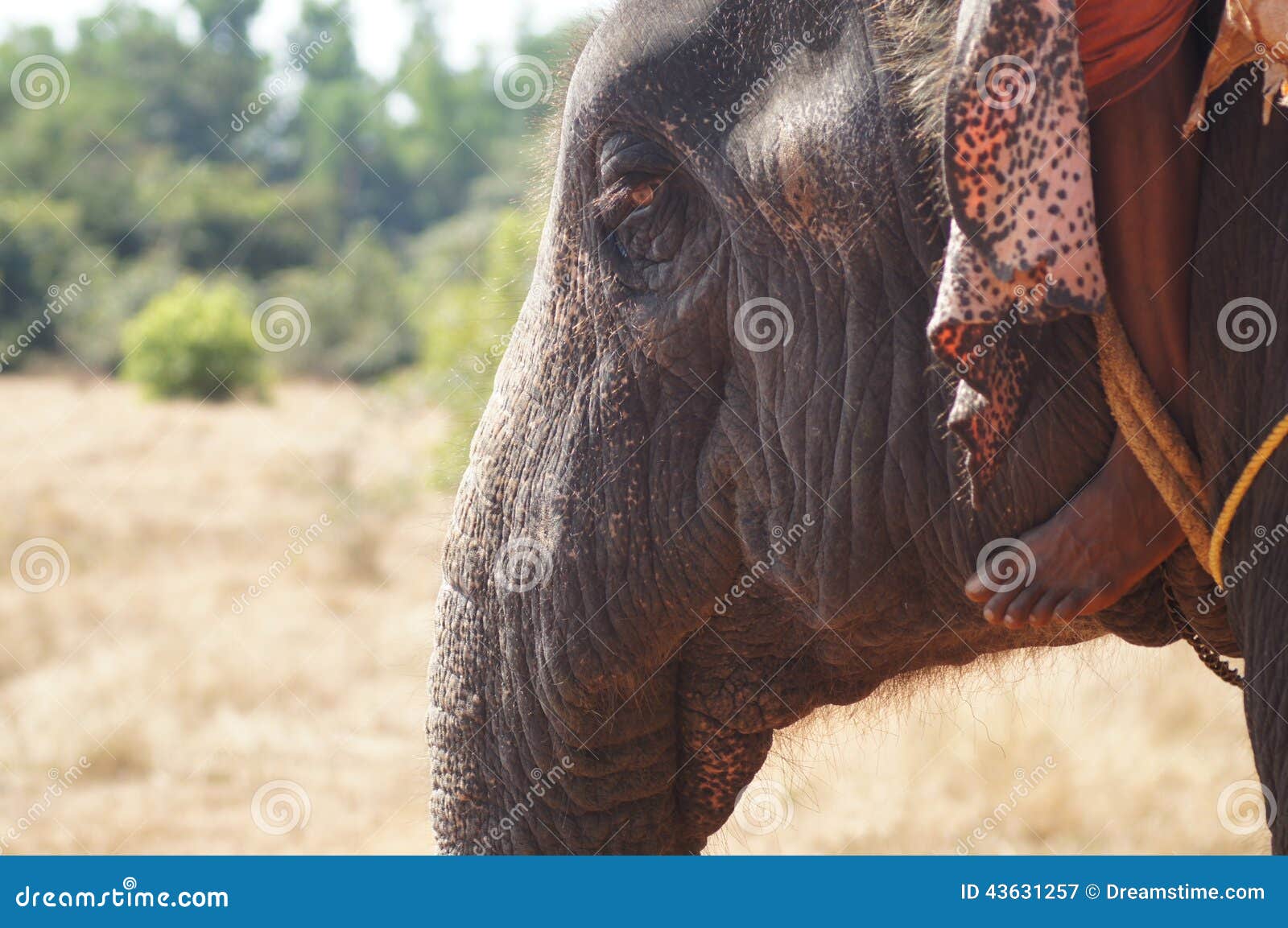 Indischer Elefant stockbild. Bild von gekurvt, dorn, ohren - 43631257