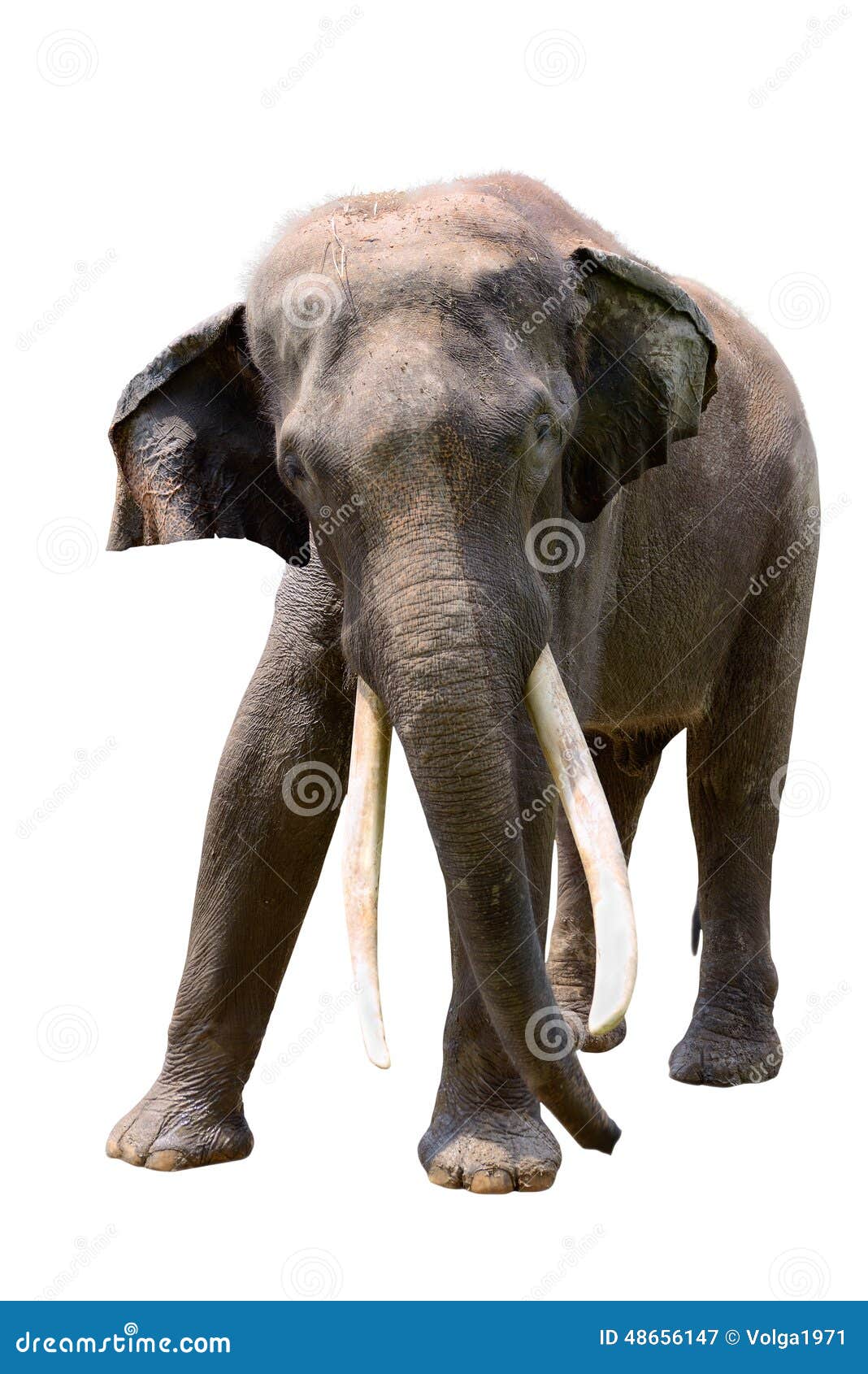 Indischer Elefant stockbild. Bild von porträt, umgebung - 48656147