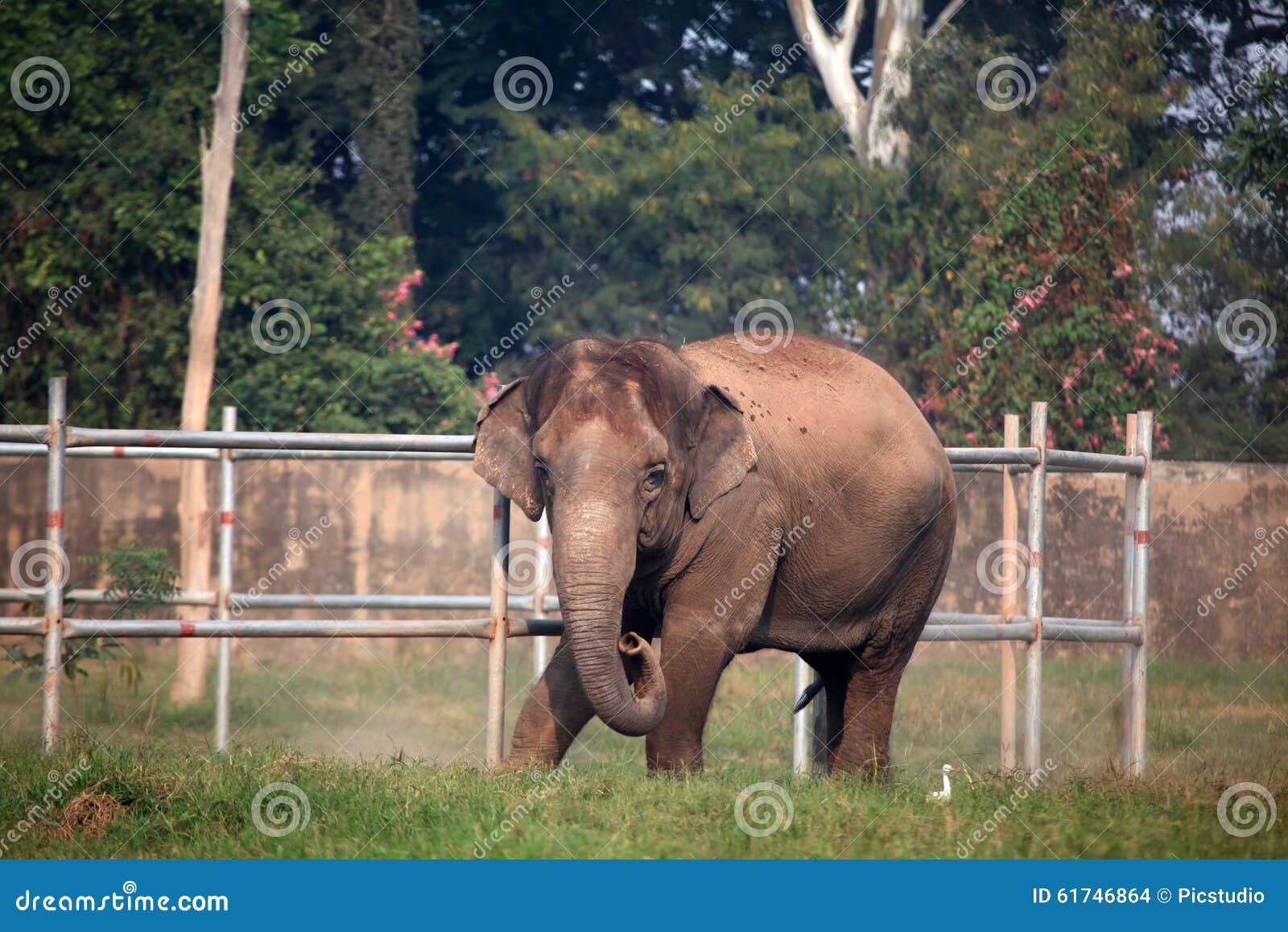 Indischer Elefant stockfoto. Bild von gefahr, kabel, wild - 61746864