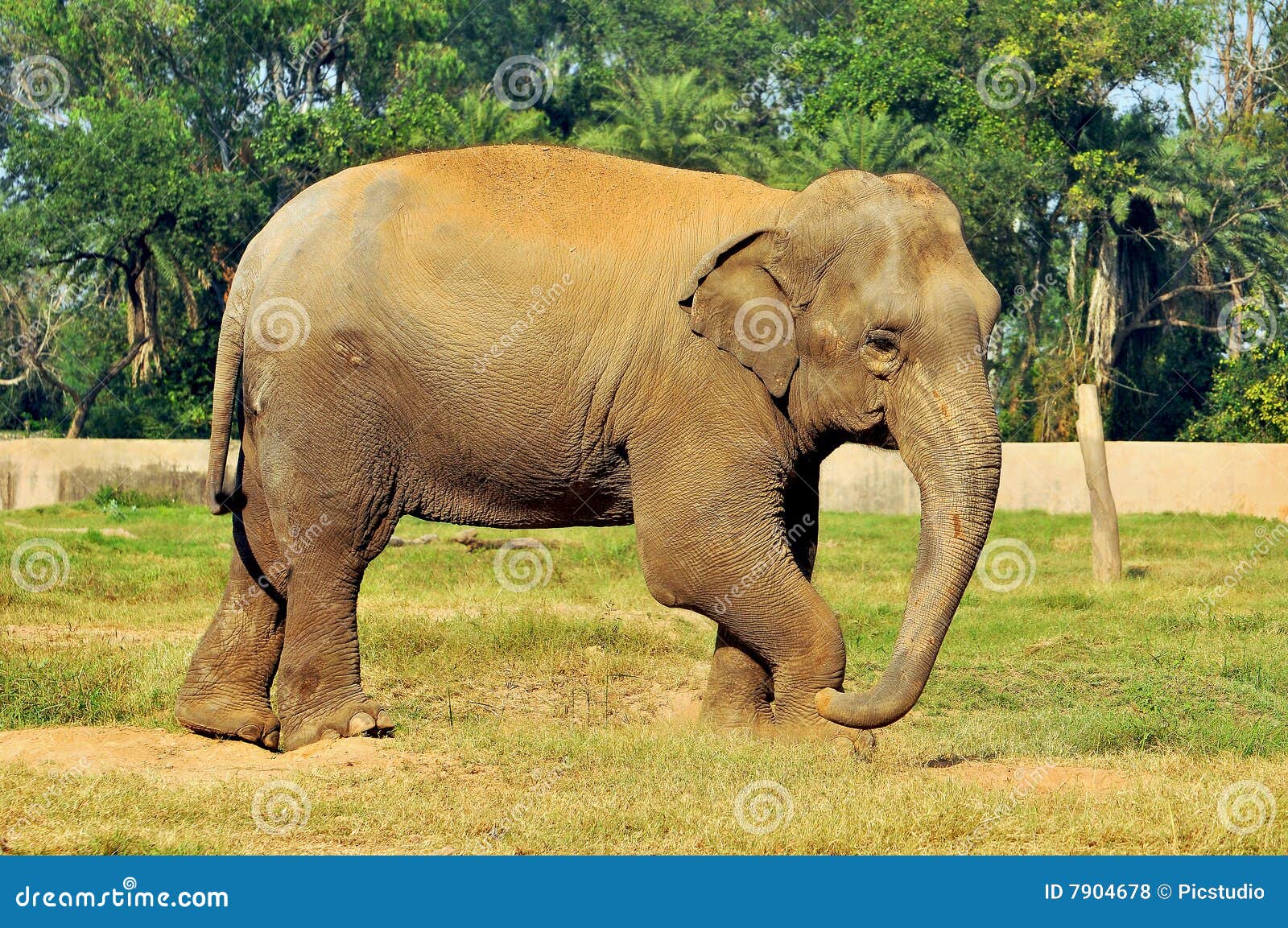 Indischer Elefant stockfoto. Bild von indien, elefant - 7904678