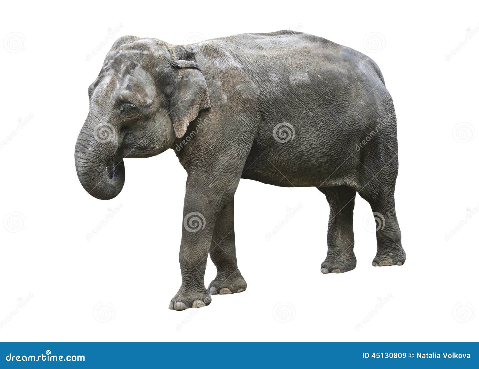 Indischer Elefant Auf Weißem Hintergrund Stockbild - Bild von profil ...