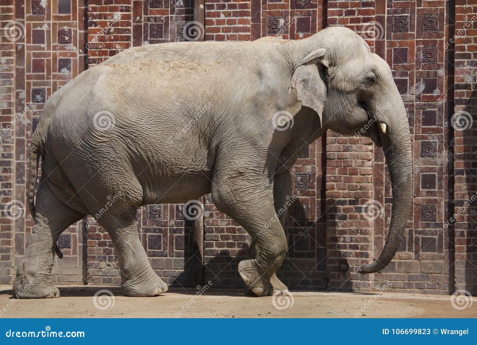 Indischer Elefant Elephas Maximus Indicus Stockbild - Bild von wildnis ...