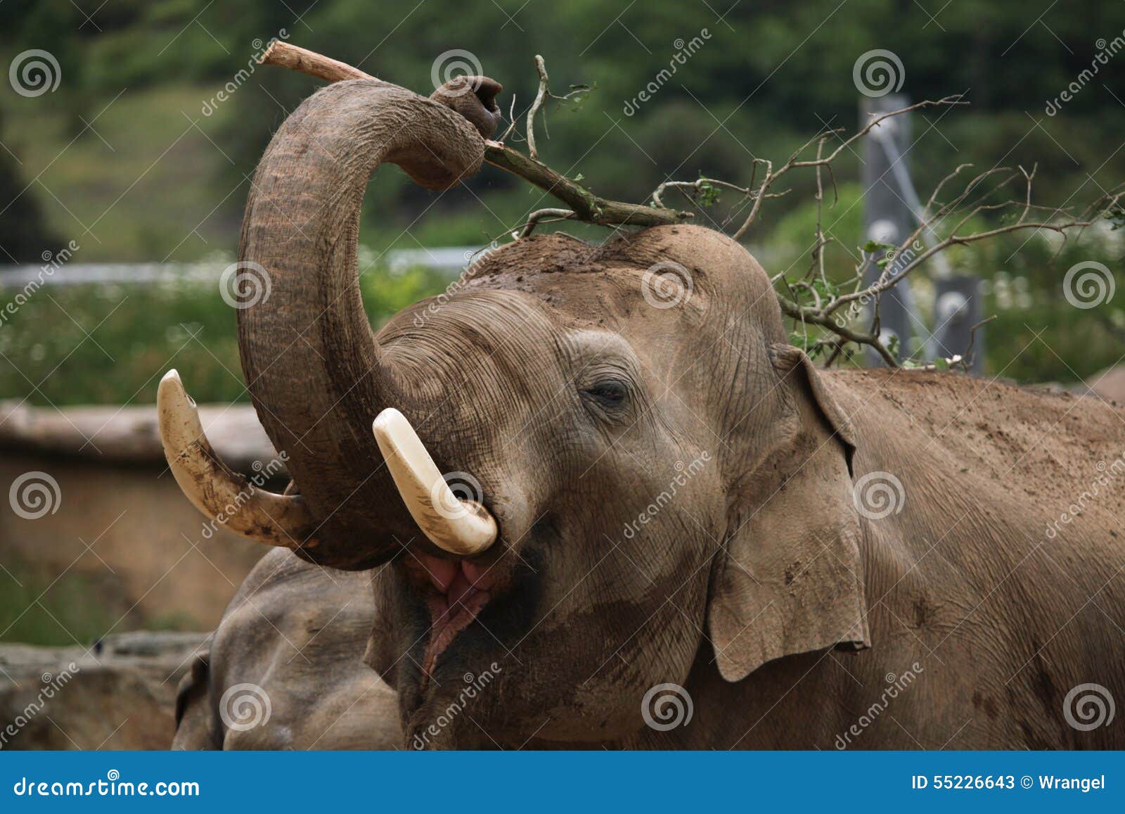 Indischer Elefant (Elephas Maximus Indicus) Stockbild - Bild von wild ...