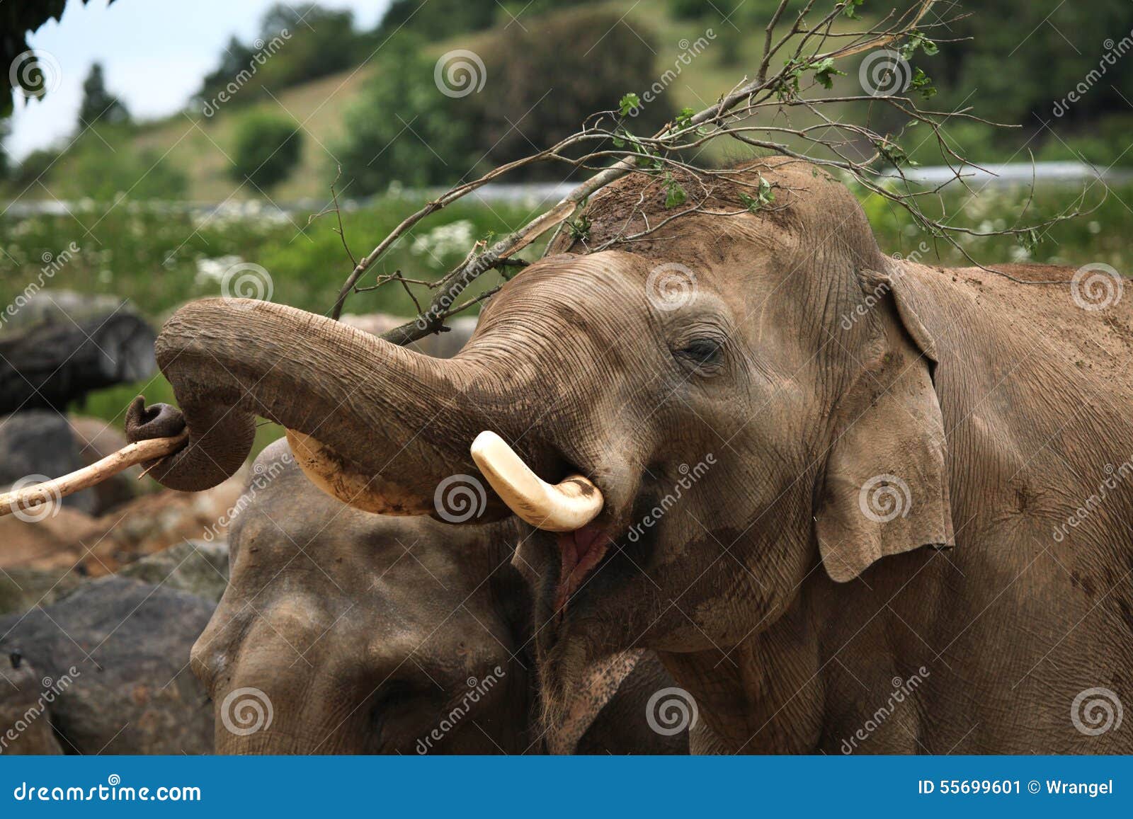 Indischer Elefant (Elephas Maximus Indicus) Stockbild - Bild von lumb ...