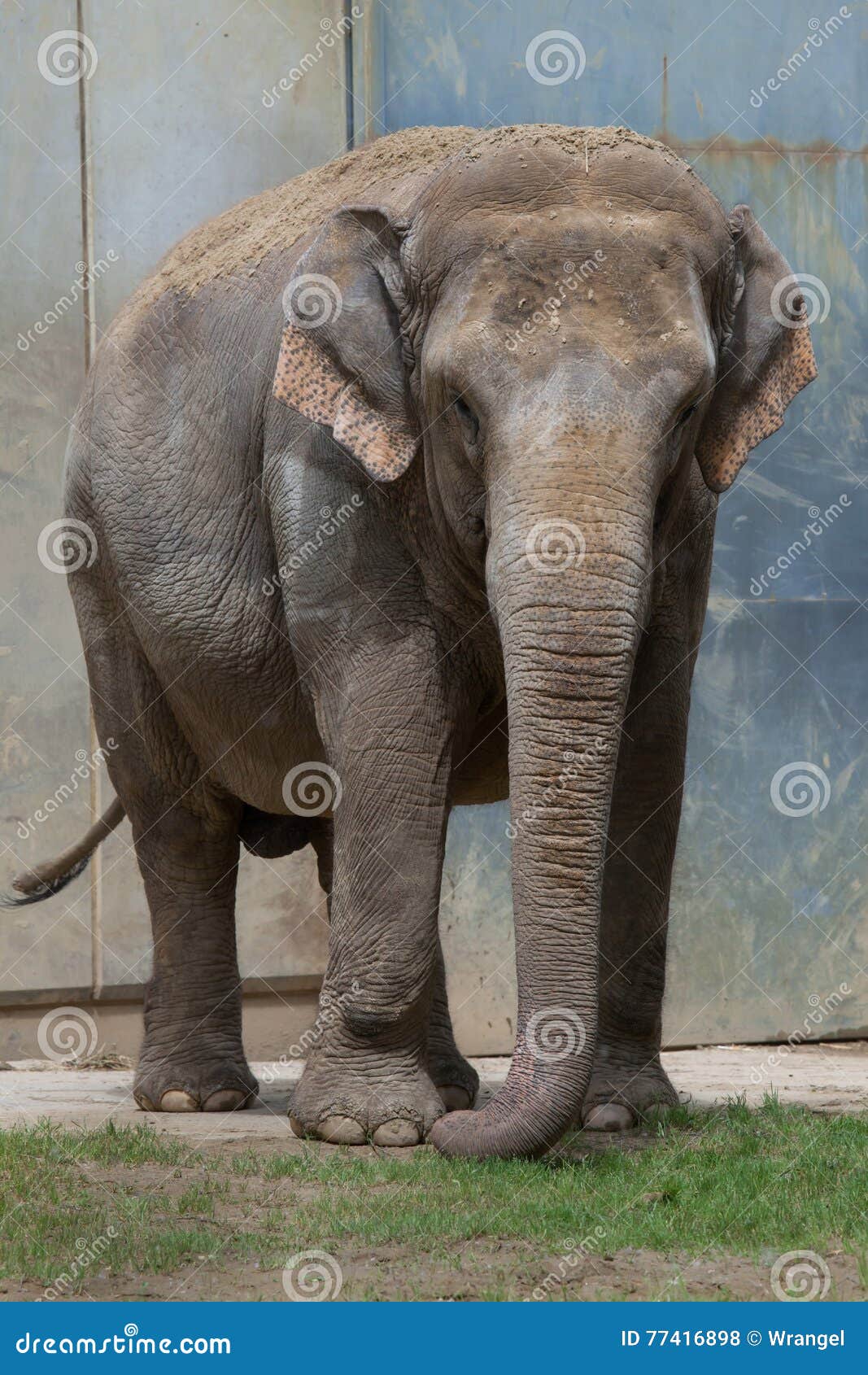 Indischer Elefant U. X28; Elephas Maximus Indicus& X29; Stockfoto ...