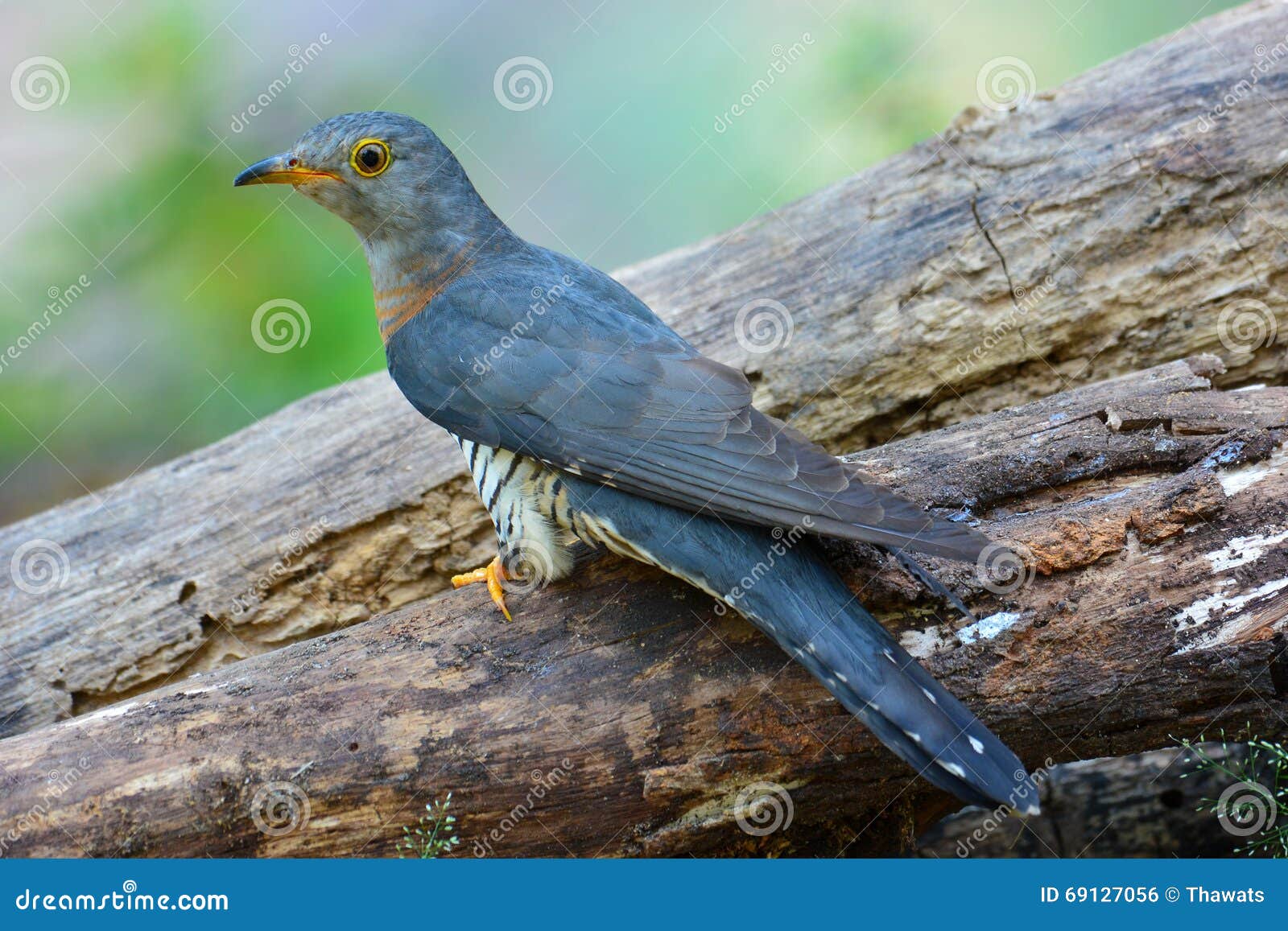 Indischer Kuckuck-Vogel stockfoto. Bild von feld, opfer - 69127056