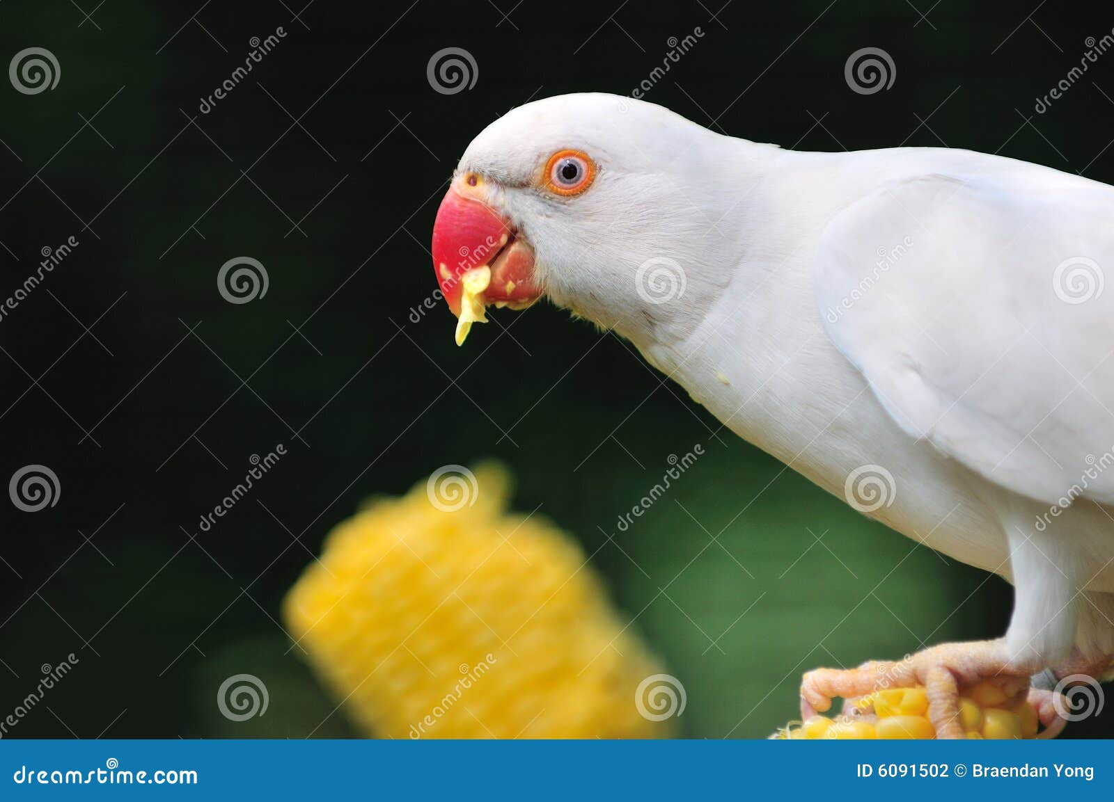 Indischer RingNecked Parakeet-Serie 8 Stockfoto - Bild von porträt ...