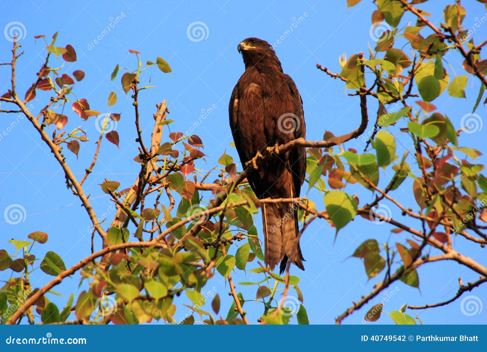 Indischer Vogel: Brahminy-Drachen Stockfoto - Bild von augen, blades ...