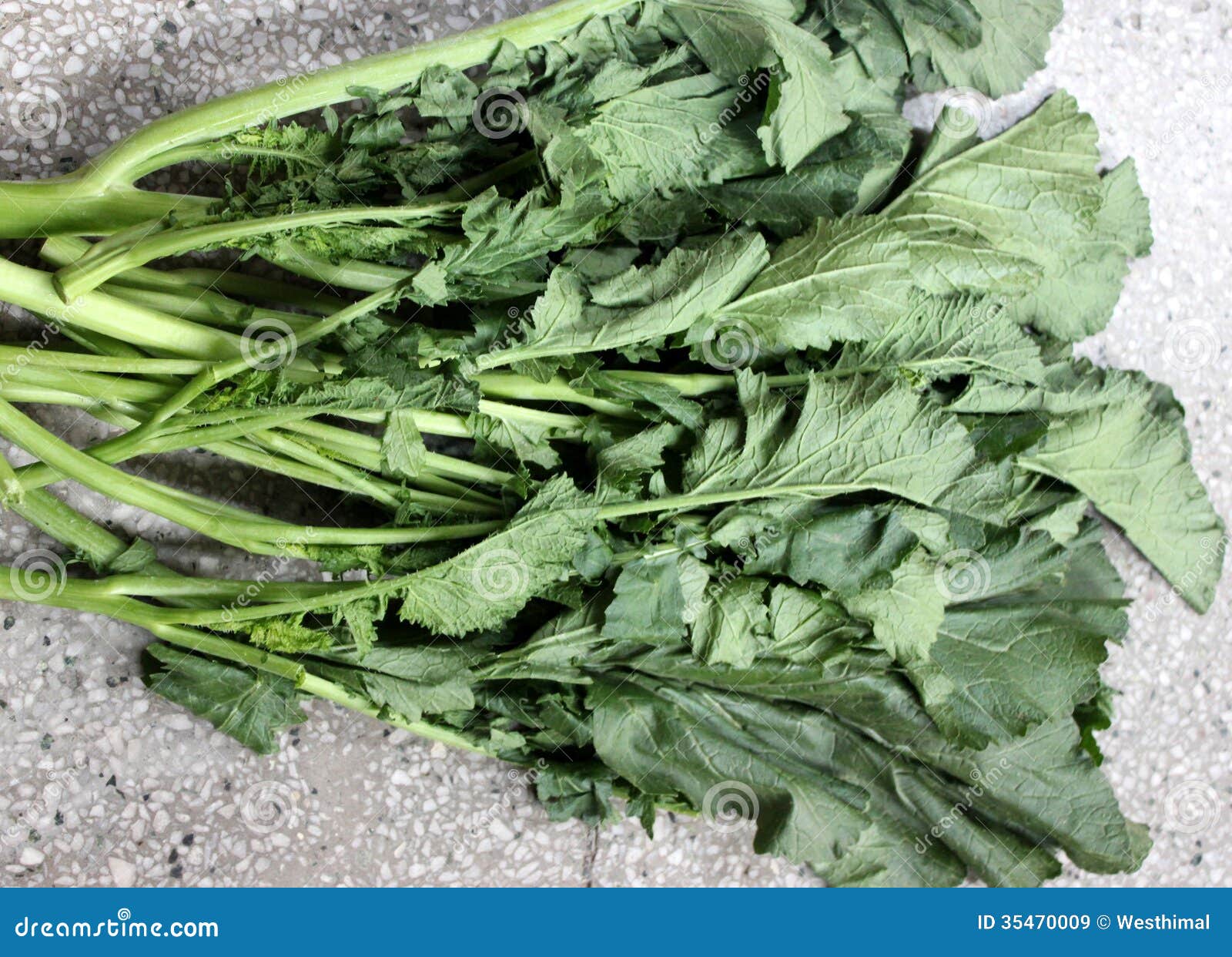 Indisk Senap, Kinesisk Senap Fotografering för Bildbyråer - Bild av ...