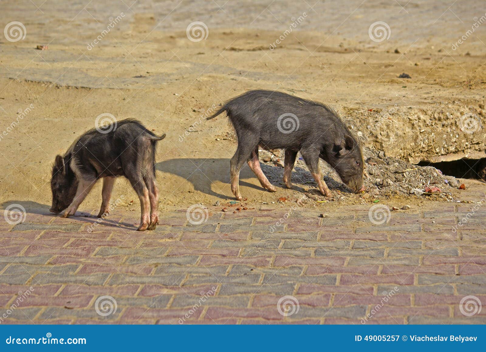 Indiska svin fotografering för bildbyråer. Bild av gris - 49005257
